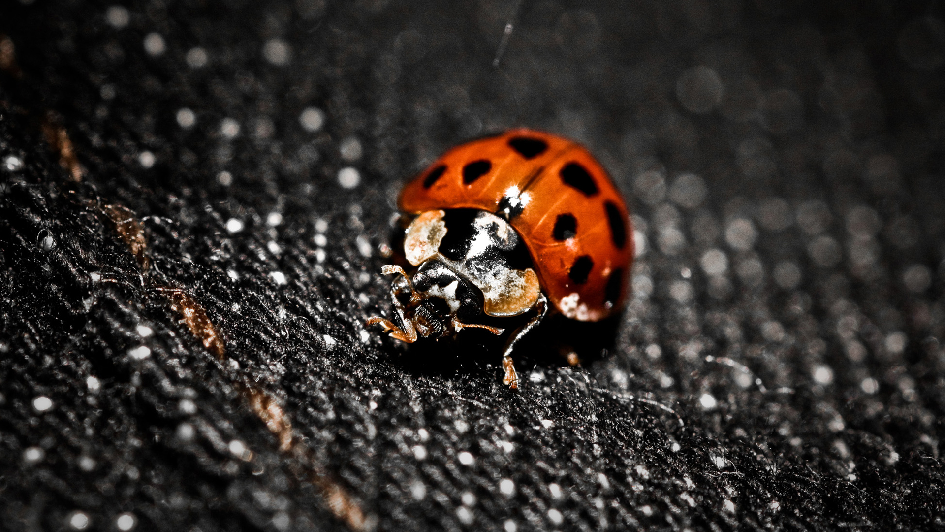 Download Animal Ladybug HD Wallpaper