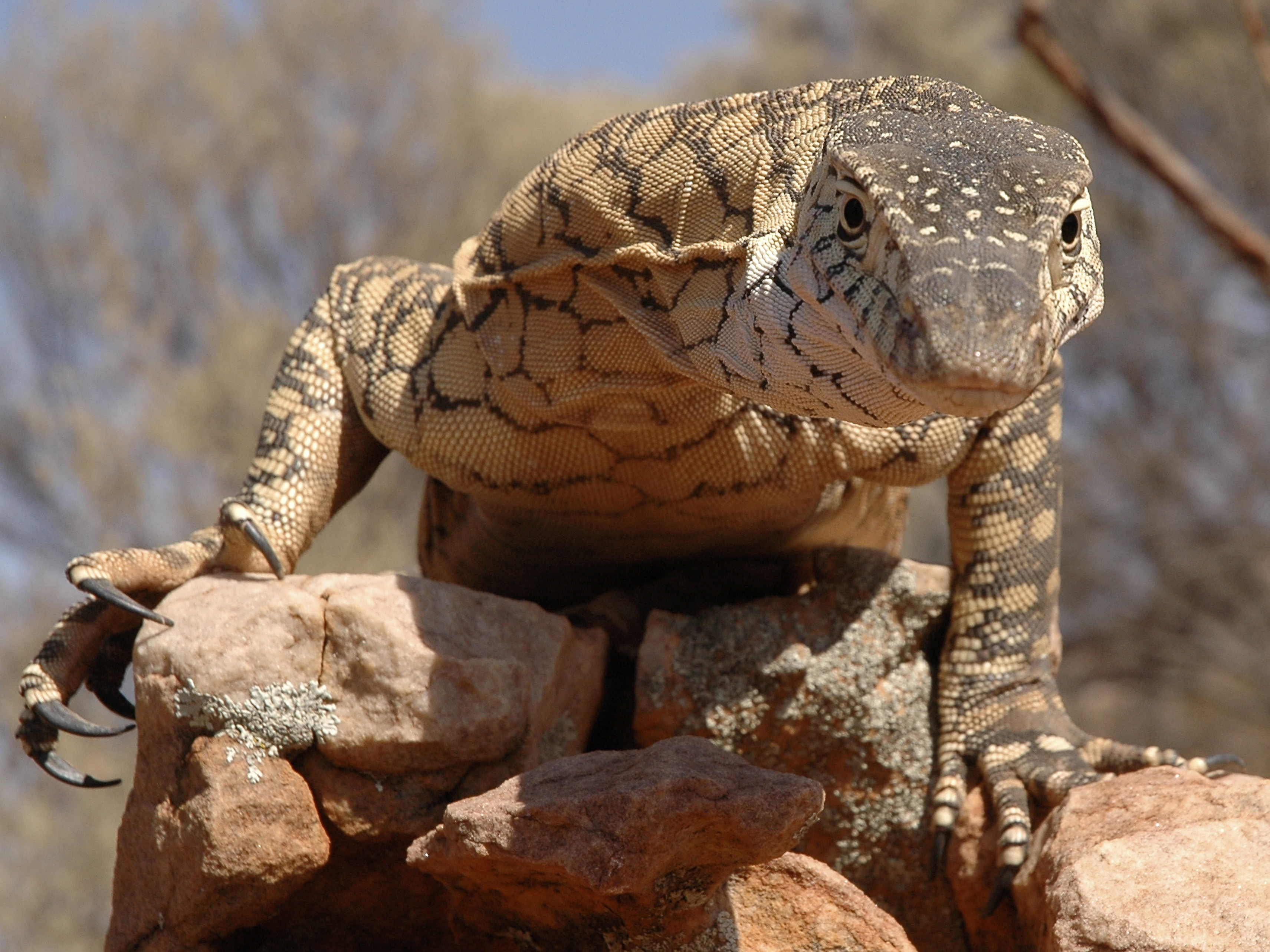 Download Animal Lizard HD Wallpaper