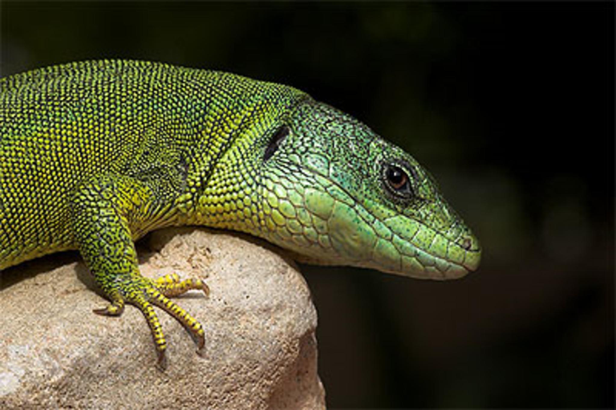 Green Anole HD Wallpaper
