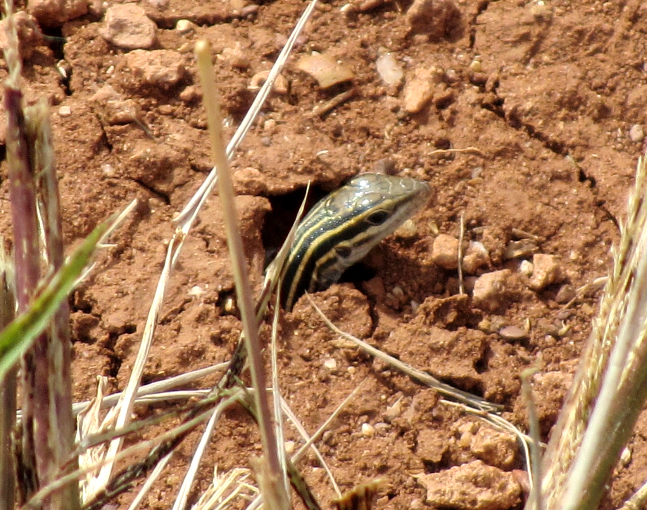 Download Animal Lizard HD Wallpaper