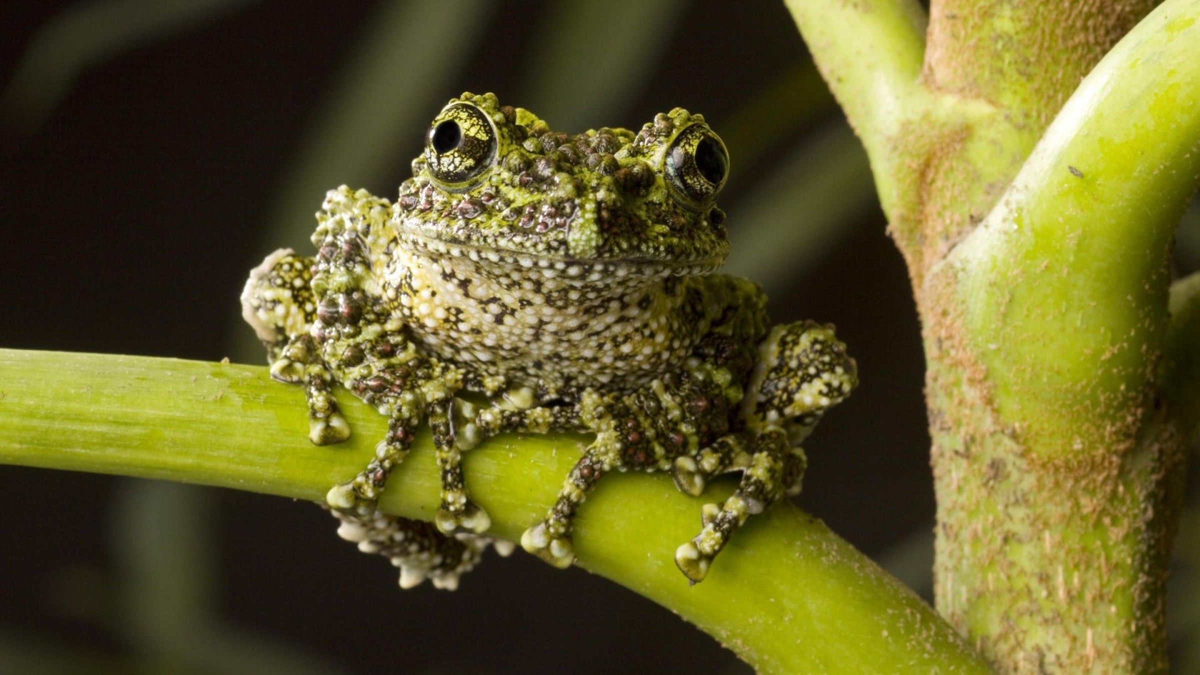 Download Animal Frog HD Wallpaper