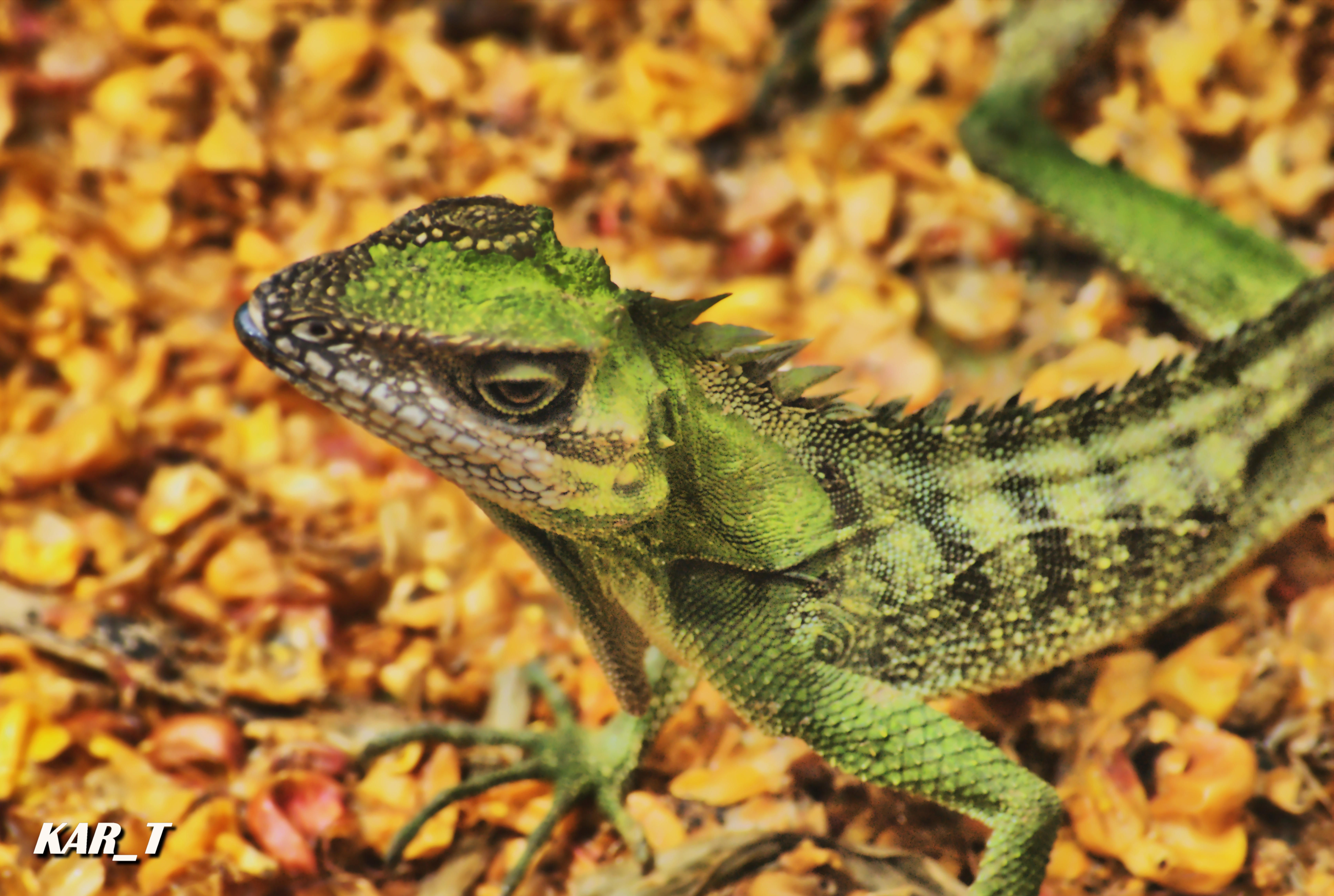 Download Animal Lizard 4k Ultra HD Wallpaper