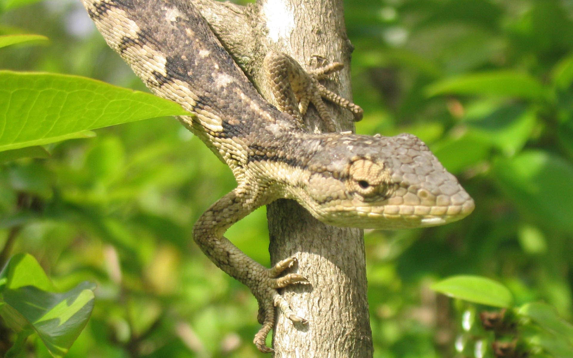 Download Animal Lizard HD Wallpaper