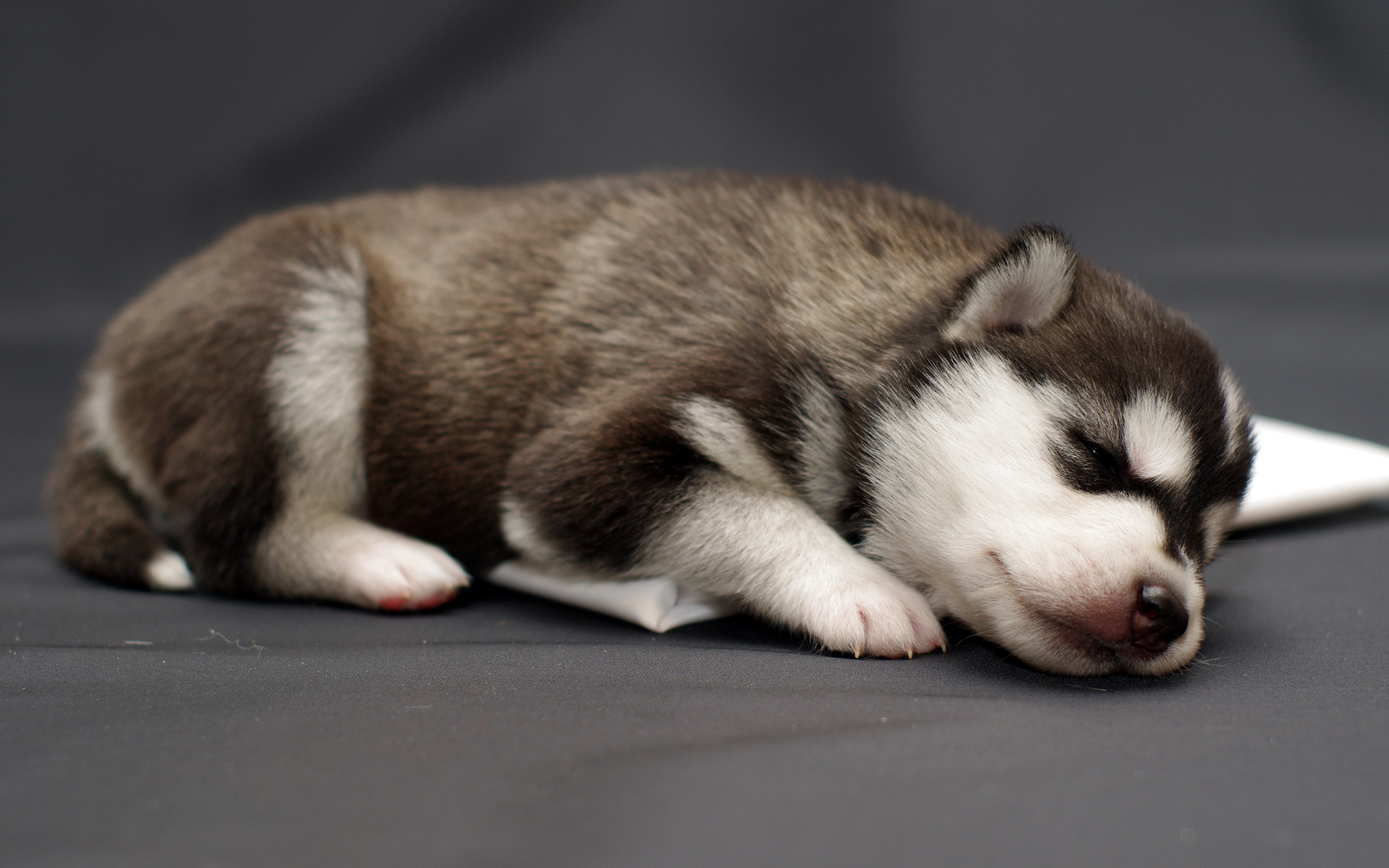 Download Animal Dog HD Wallpaper
