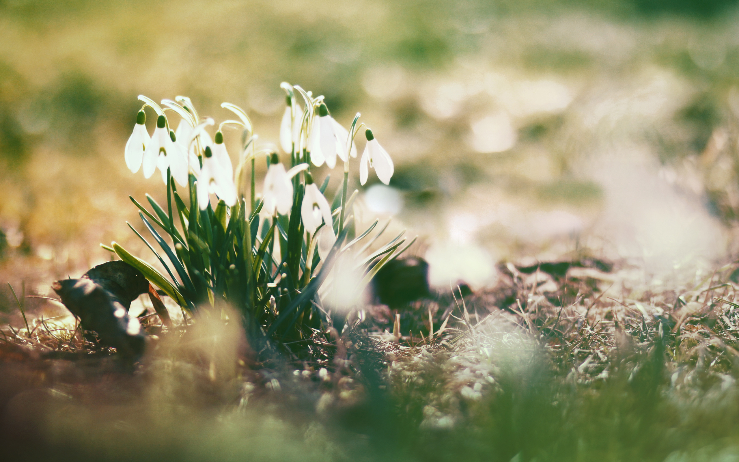 Download Flower Nature Snowdrop HD Wallpaper