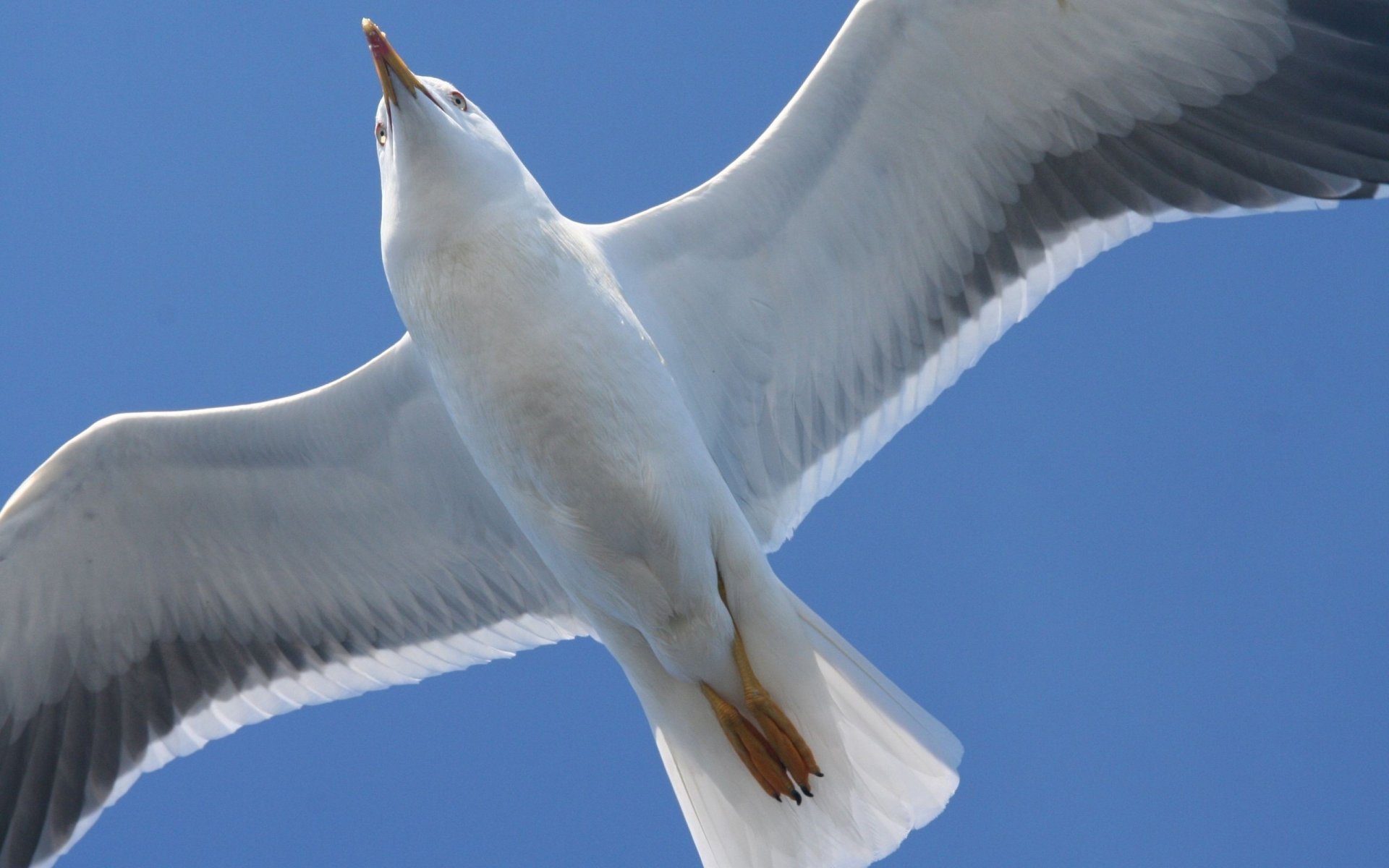 Download Animal Seagull HD Wallpaper
