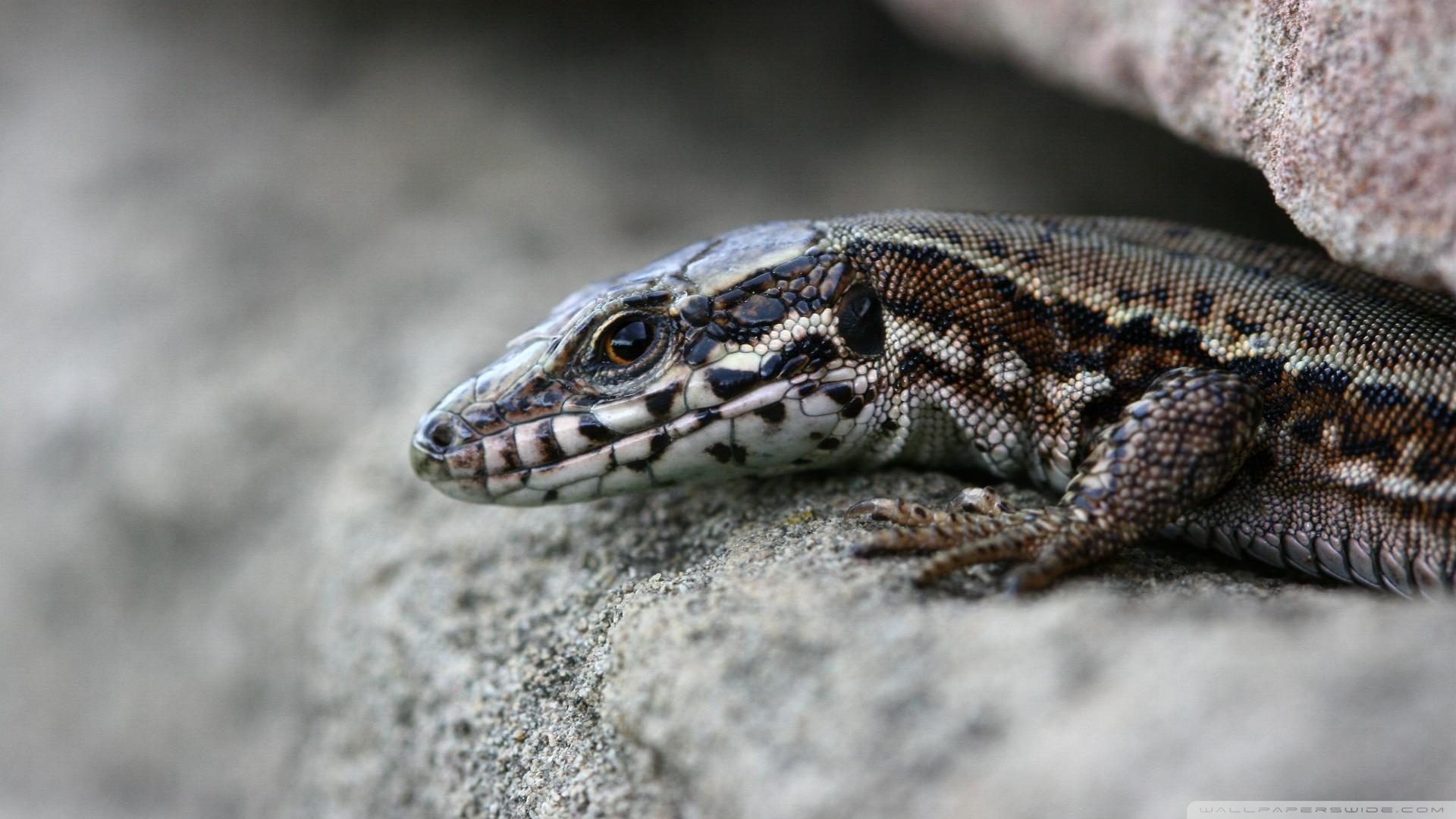 Download Animal Skink HD Wallpaper
