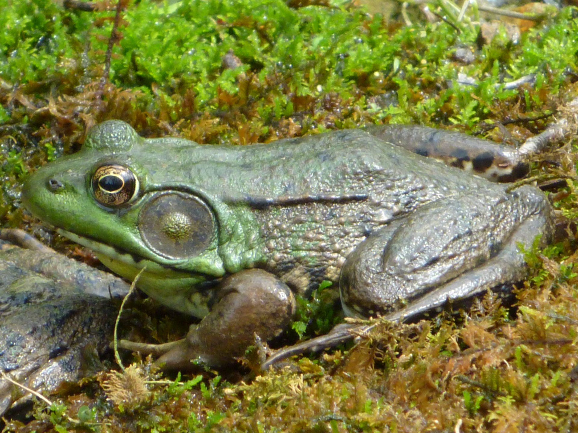 Download Animal Frog 4k Ultra HD Wallpaper