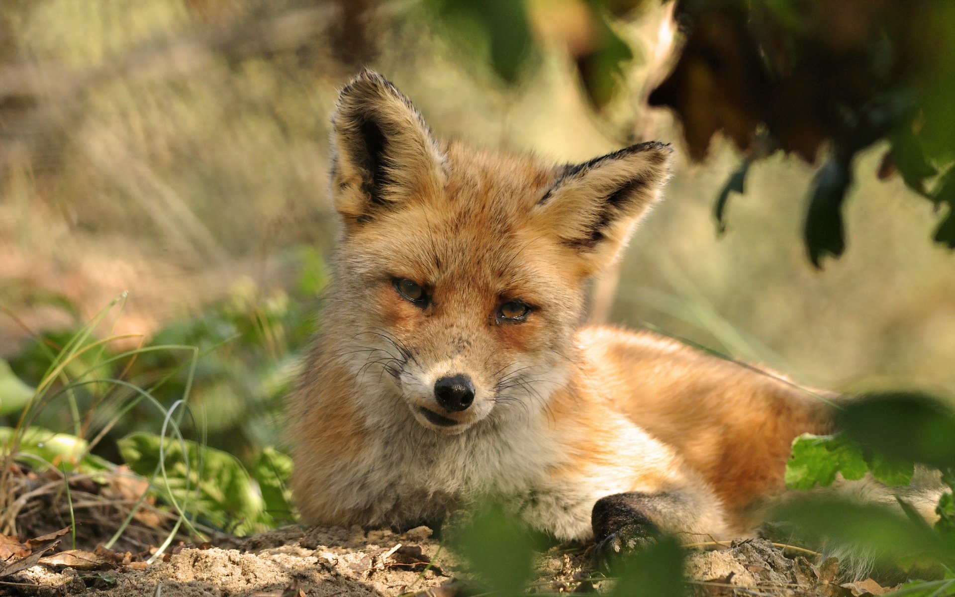 Fox HD Wallpaper