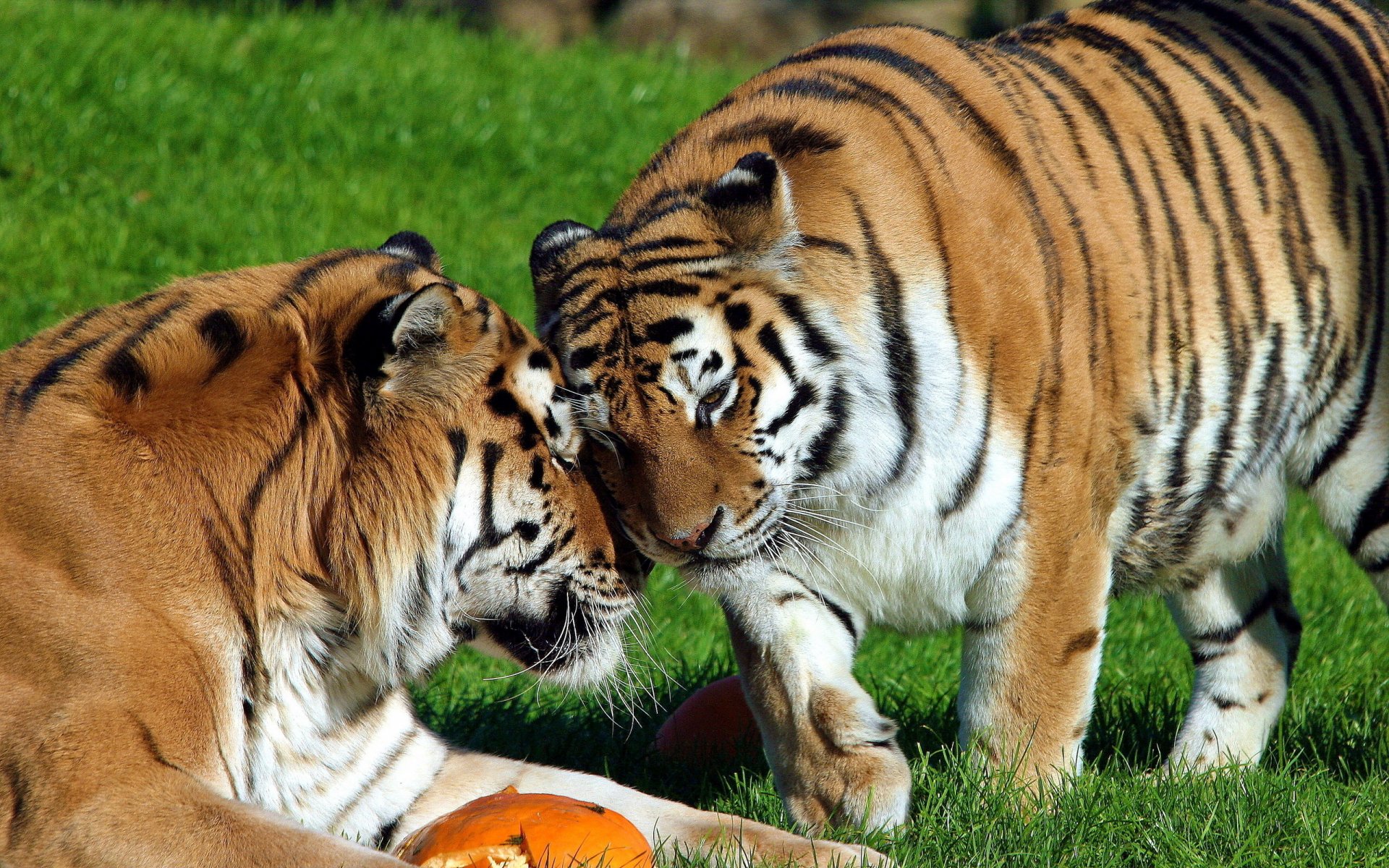 Majestic Tigers: Stunning HD Wallpaper of Natural Beauty | 2560x1600 ...