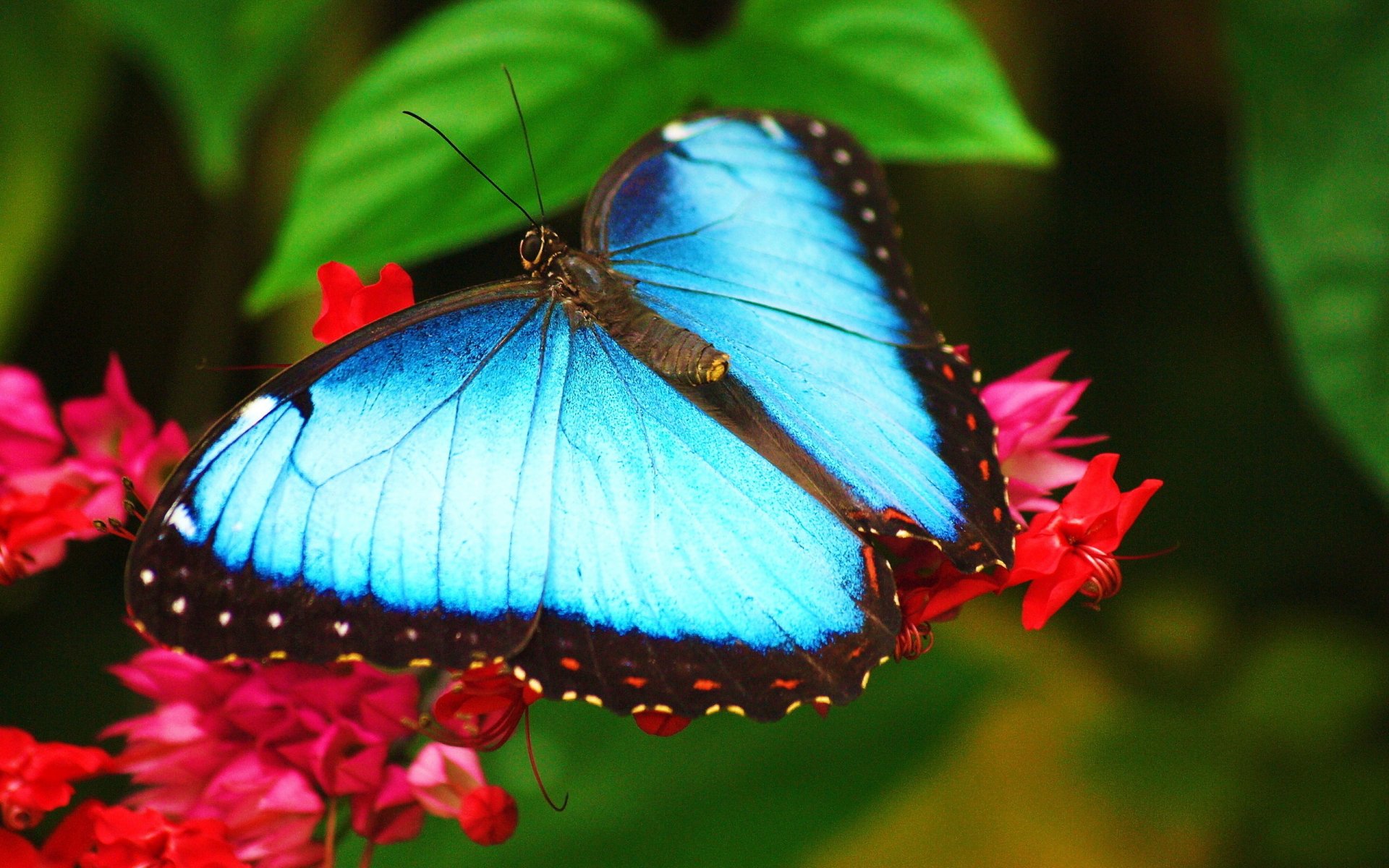 Stunning Butterfly: A Vivid HD Wallpaper for Nature Lovers