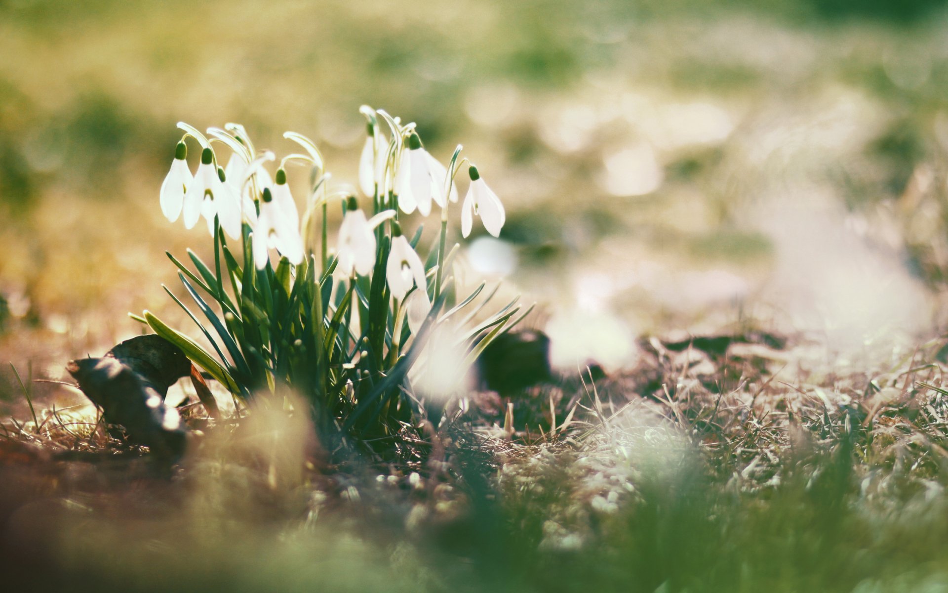 Download Flower Nature Snowdrop HD Wallpaper