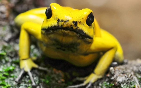 Golden Poison Frog Wallpapers