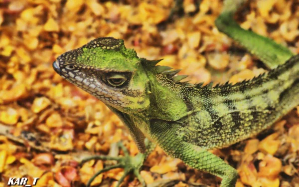 [110+] Lizard 4k Wallpapers