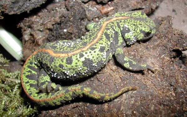 [20+] Newt Wallpapers