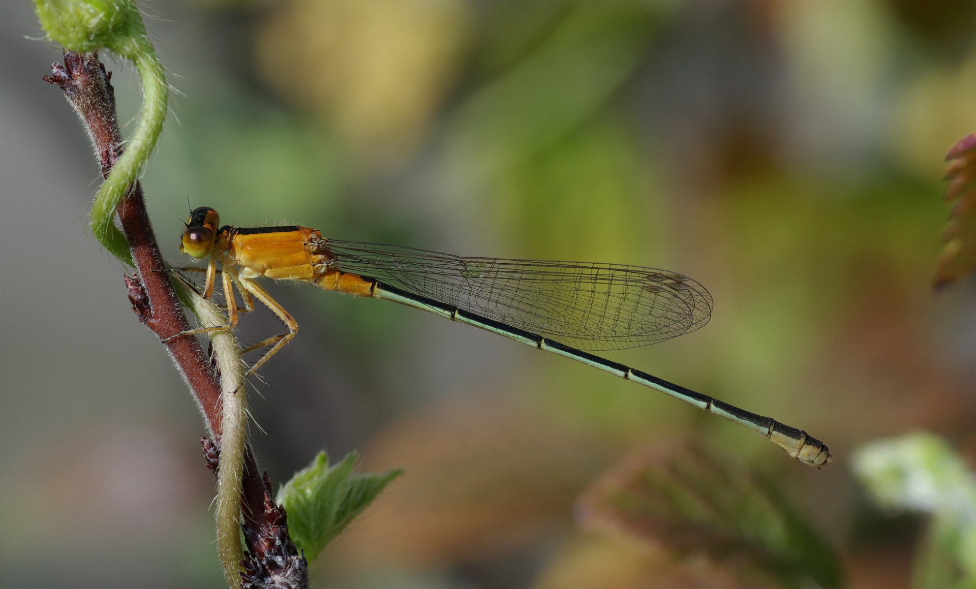 Download Animal Dragonfly 4k Ultra HD Wallpaper