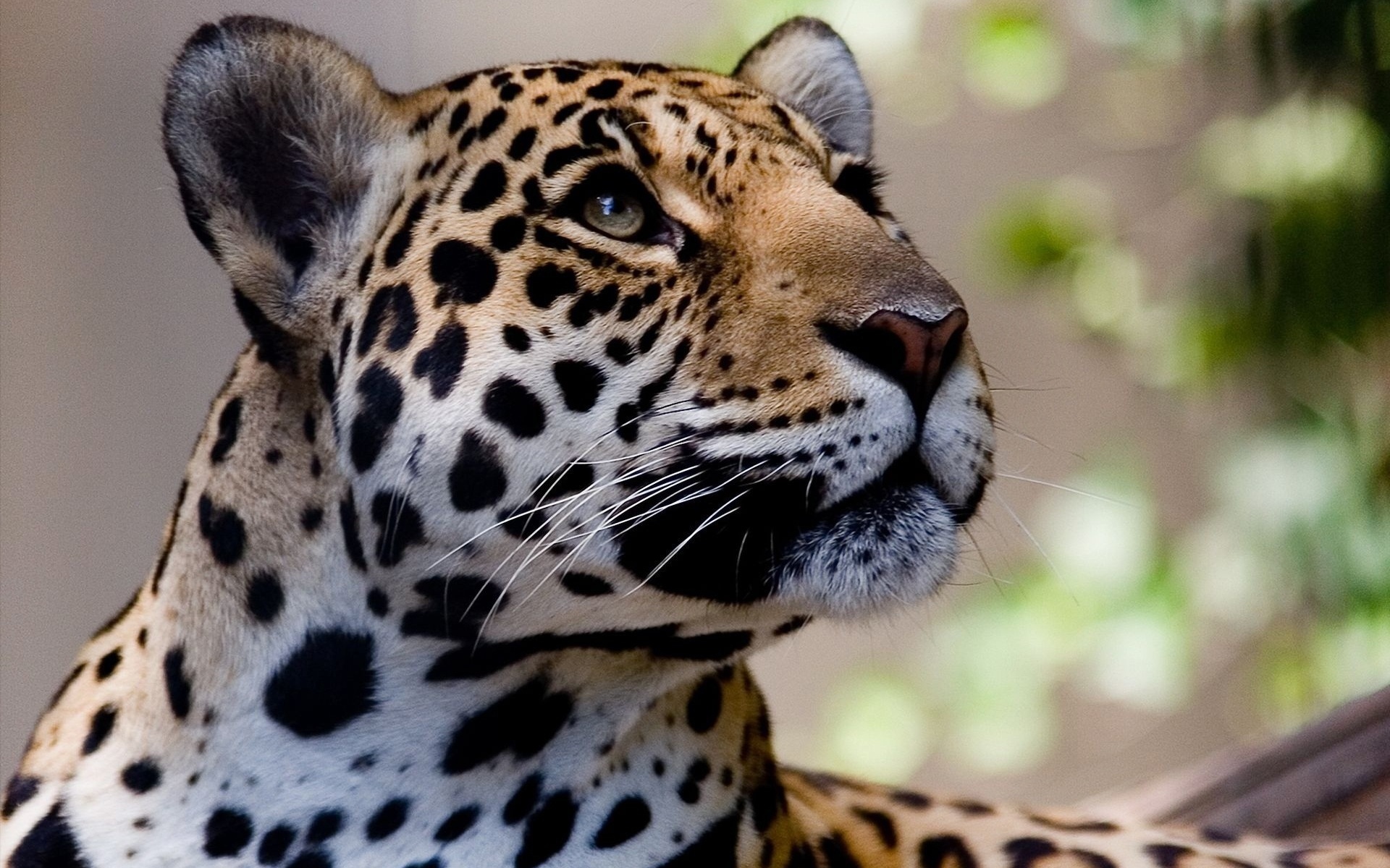Download Animal Leopard HD Wallpaper