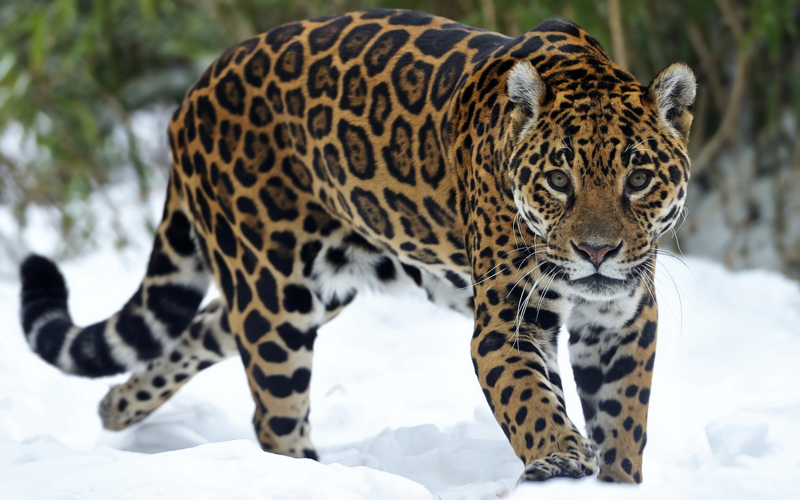 Jaguar Animal Wallpaper Snow