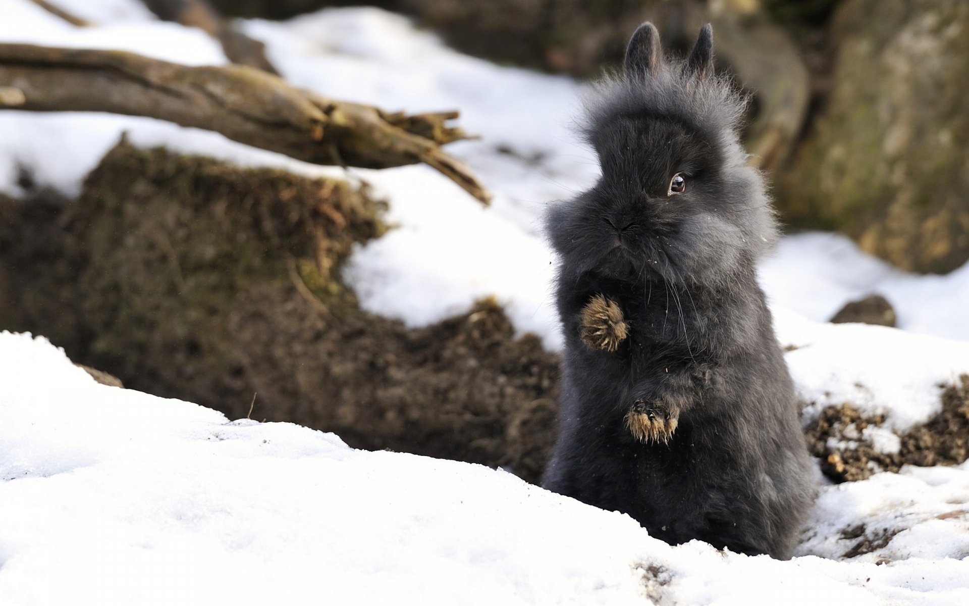 Charming Rabbit in Snow - HD Wallpaper