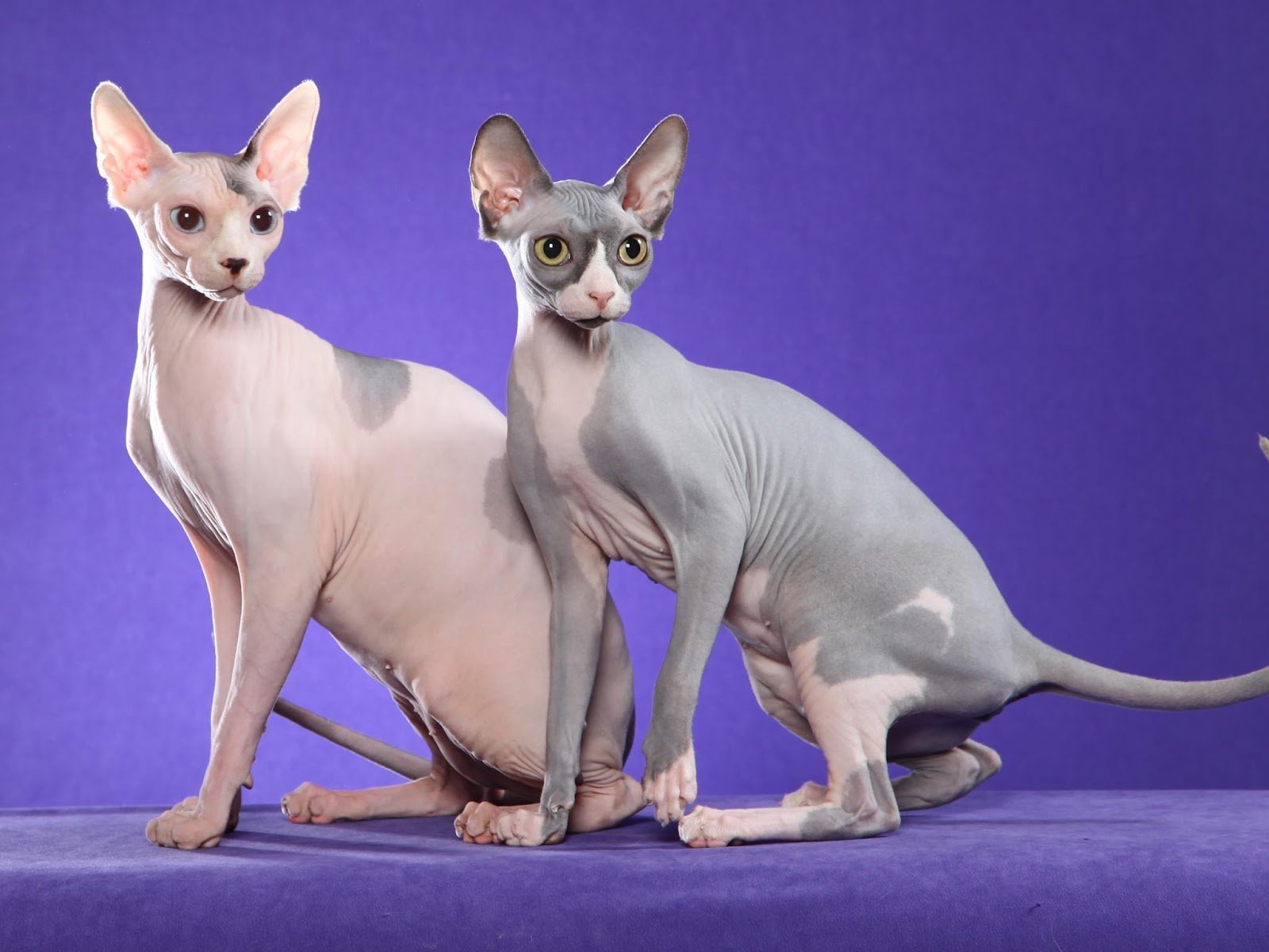 Elegant Sphynx Cats HD Wallpaper Unique Hairless Feline Beauty