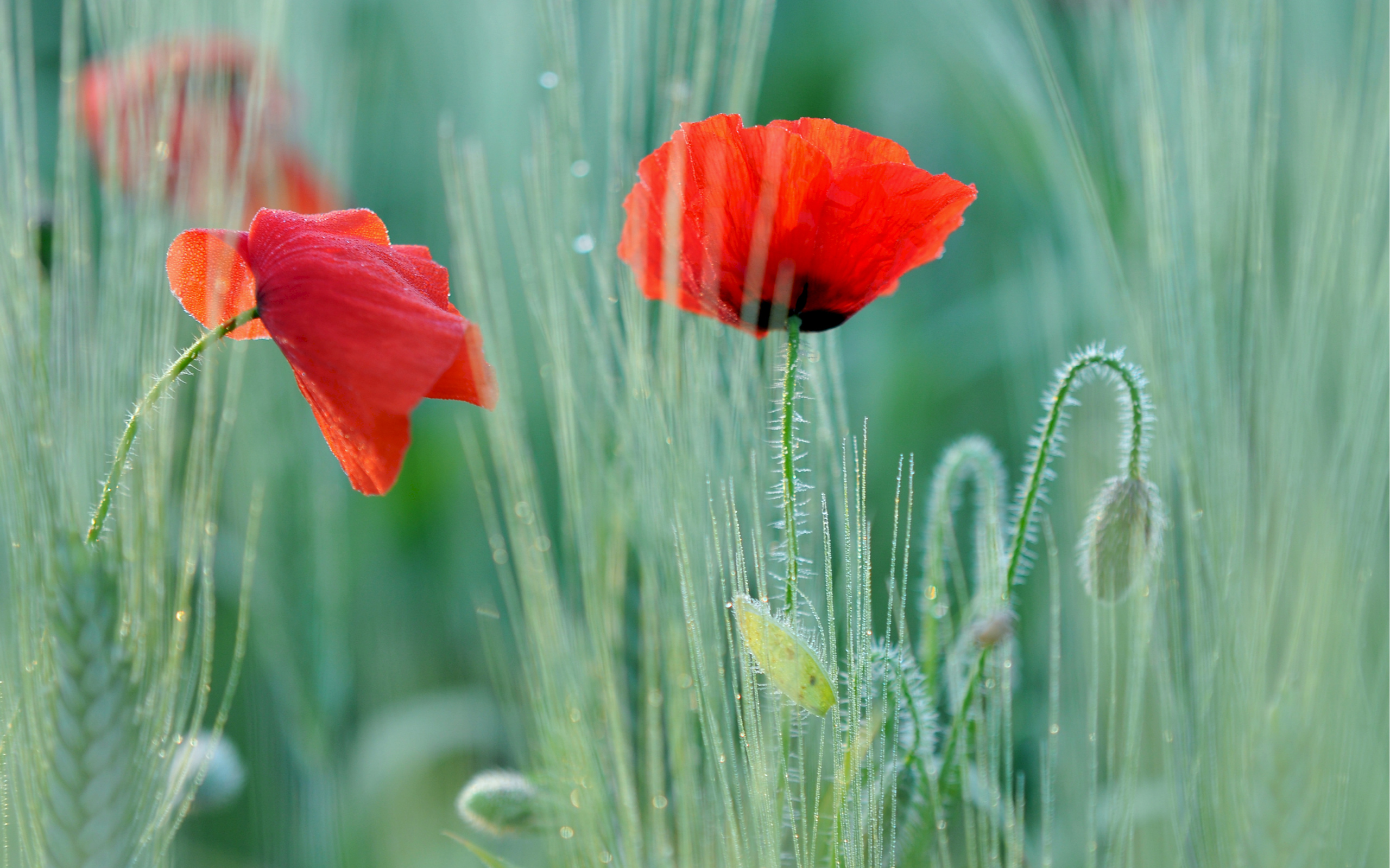 Download Nature Poppy HD Wallpaper