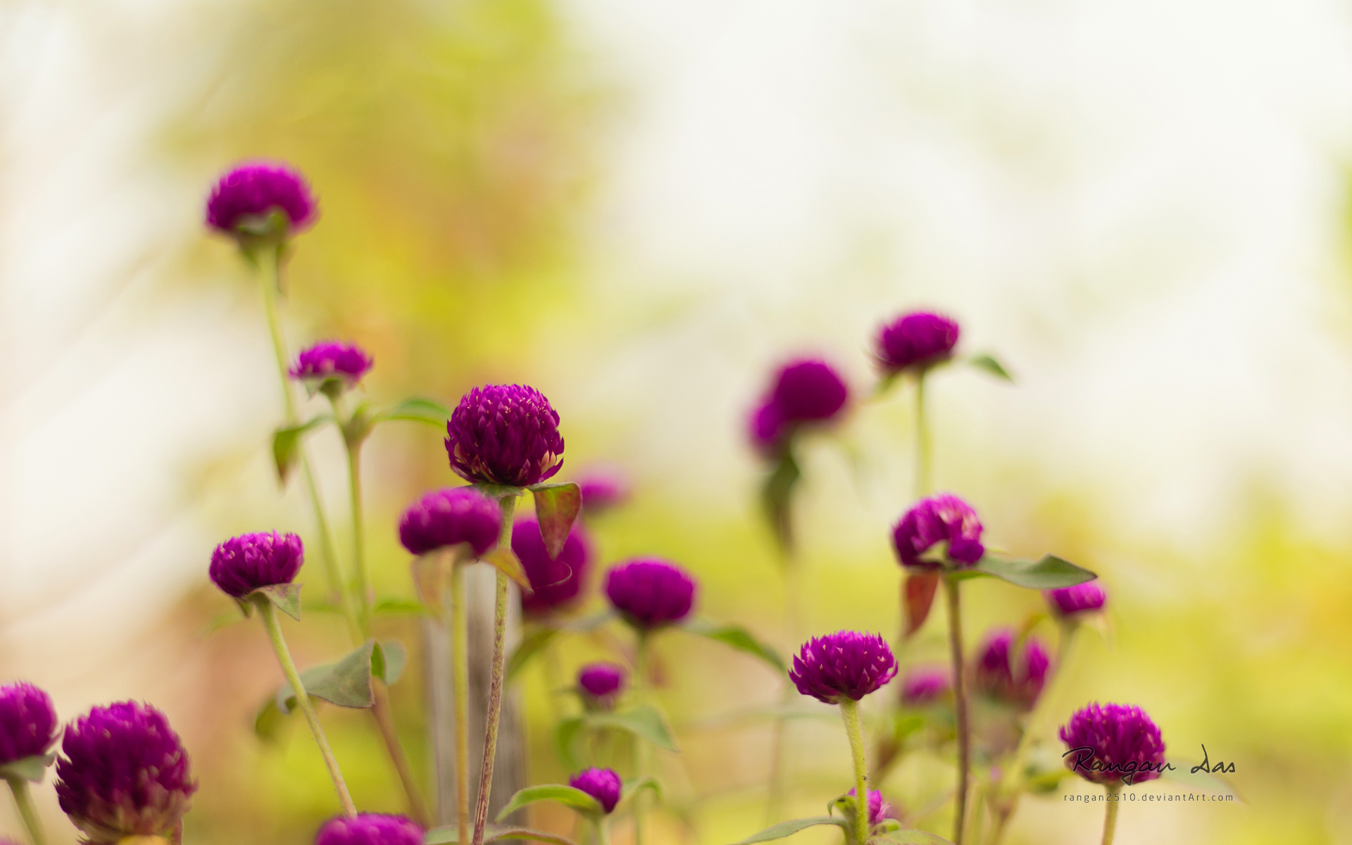 Download Nature Plant HD Wallpaper