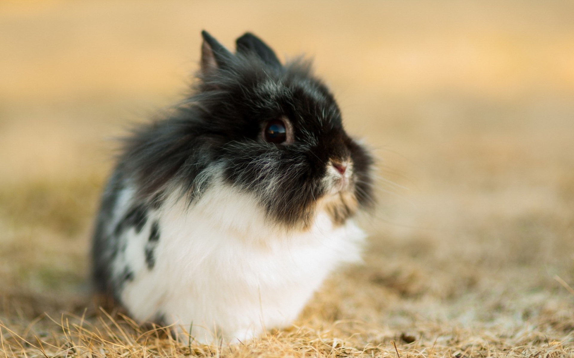 HD Rabbit Charm: Stunning Animal Wallpaper Delight