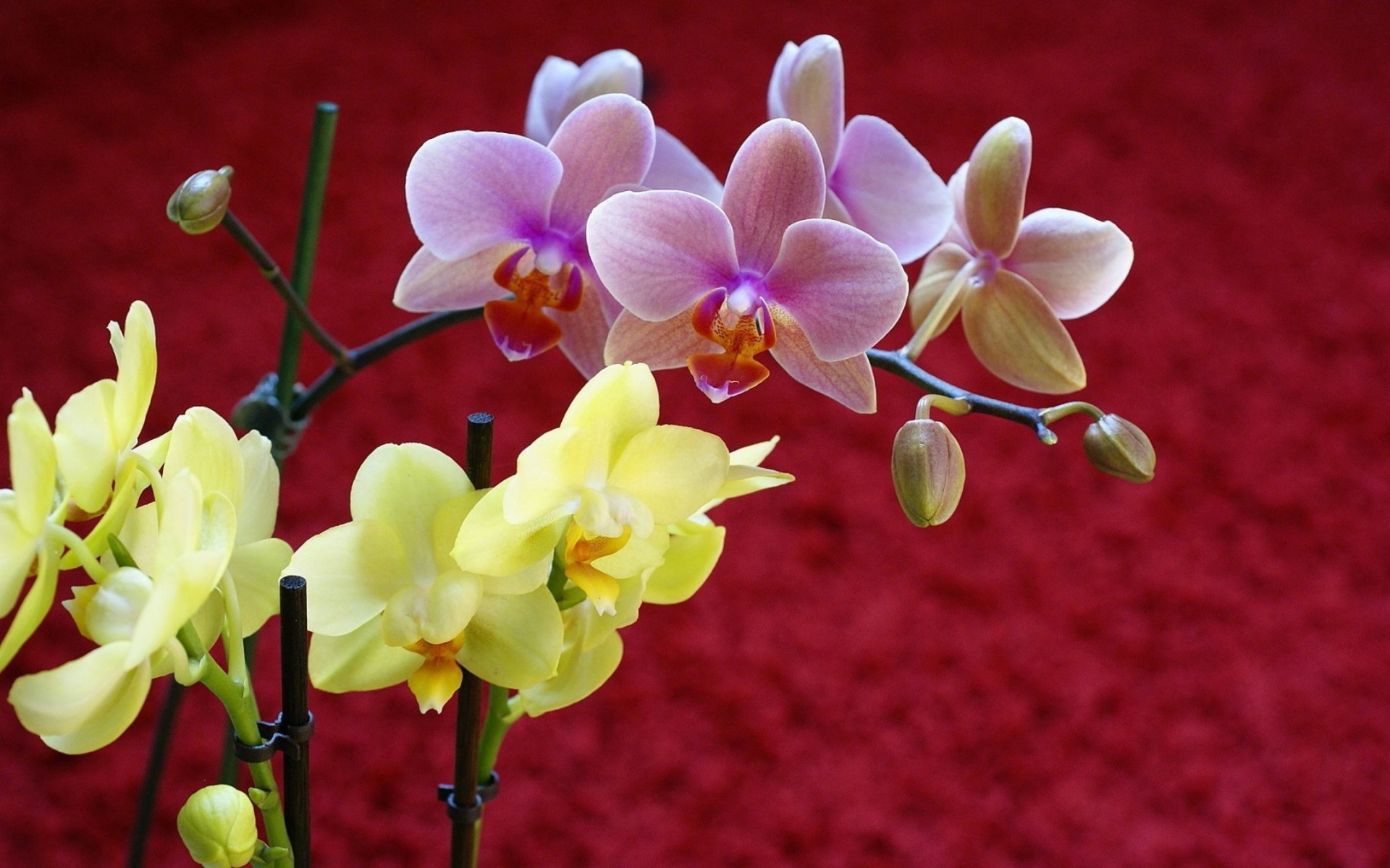 Vibrant Orchid Blossoms: Stunning HD Nature Wallpaper