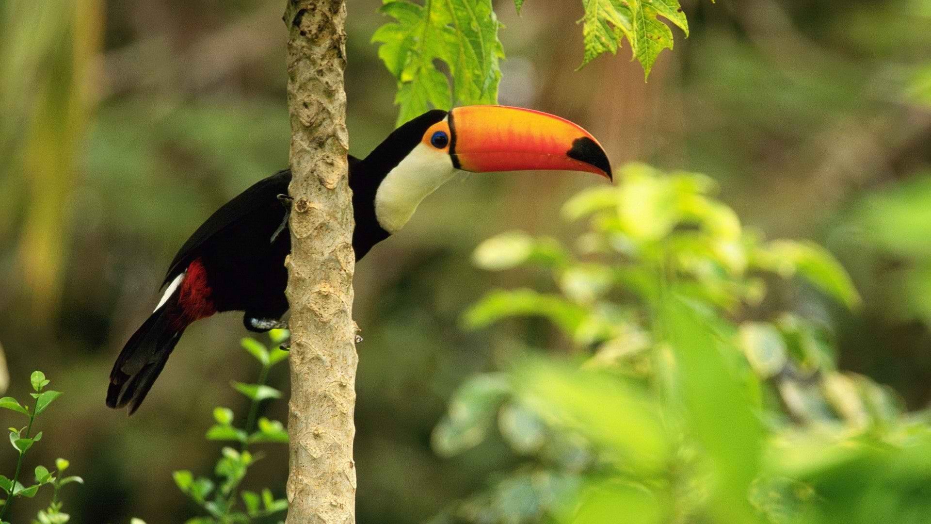 Animal Toco toucan HD Wallpaper
