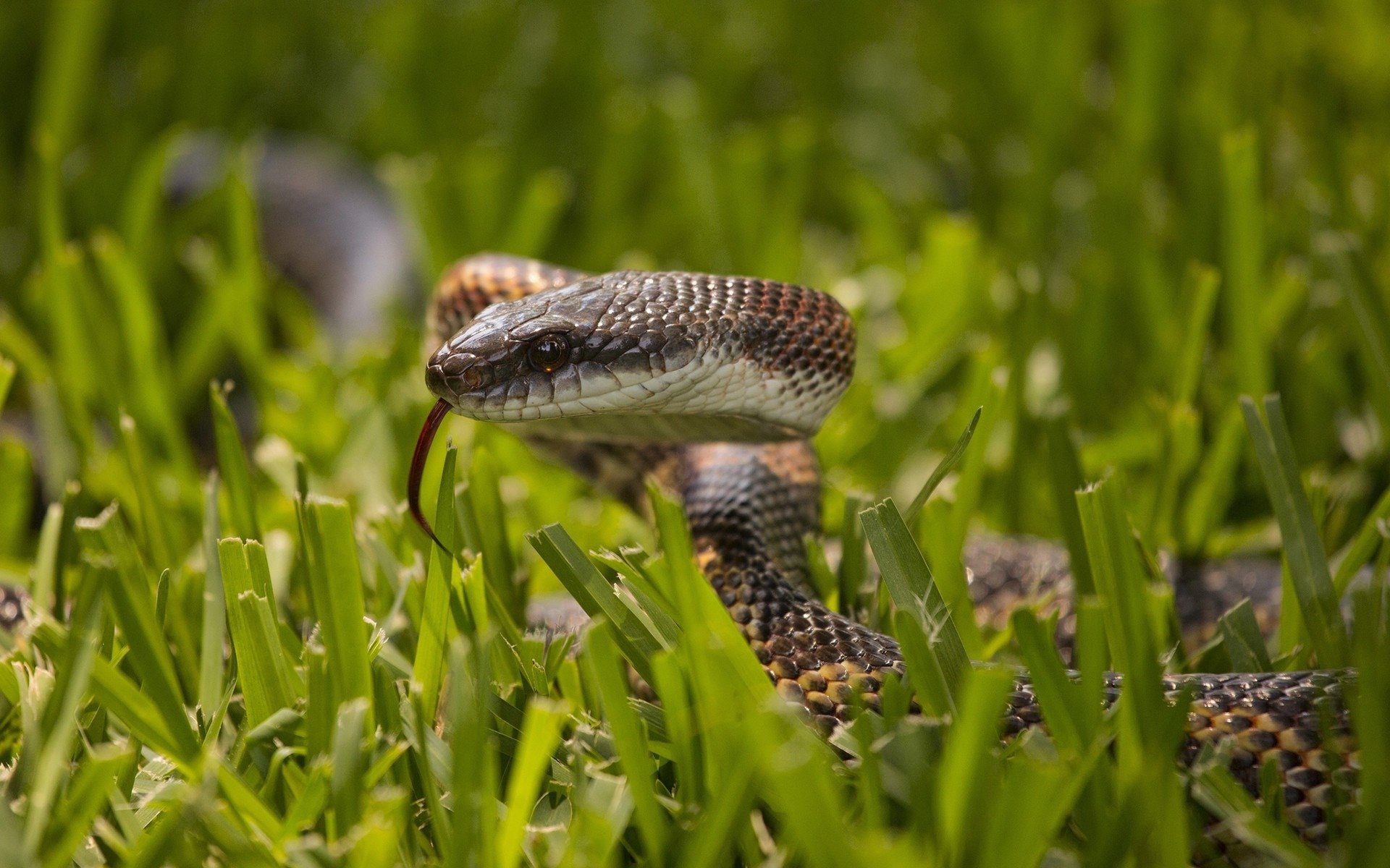 HD Snake in Lush Green: Wildlife Wallpaper | 1920x1200 | Wallpaper Abyss
