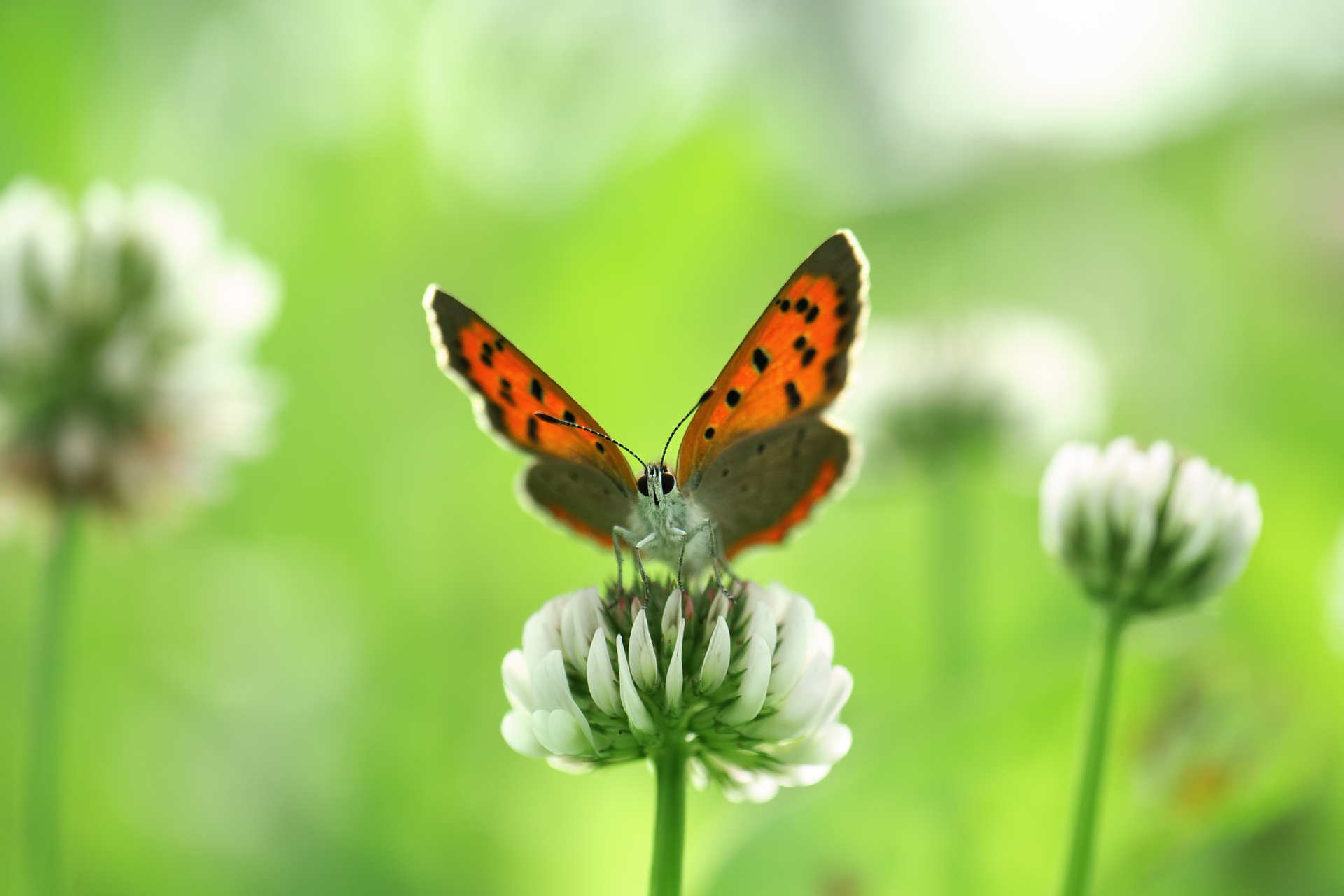 Animal Butterfly HD Wallpaper