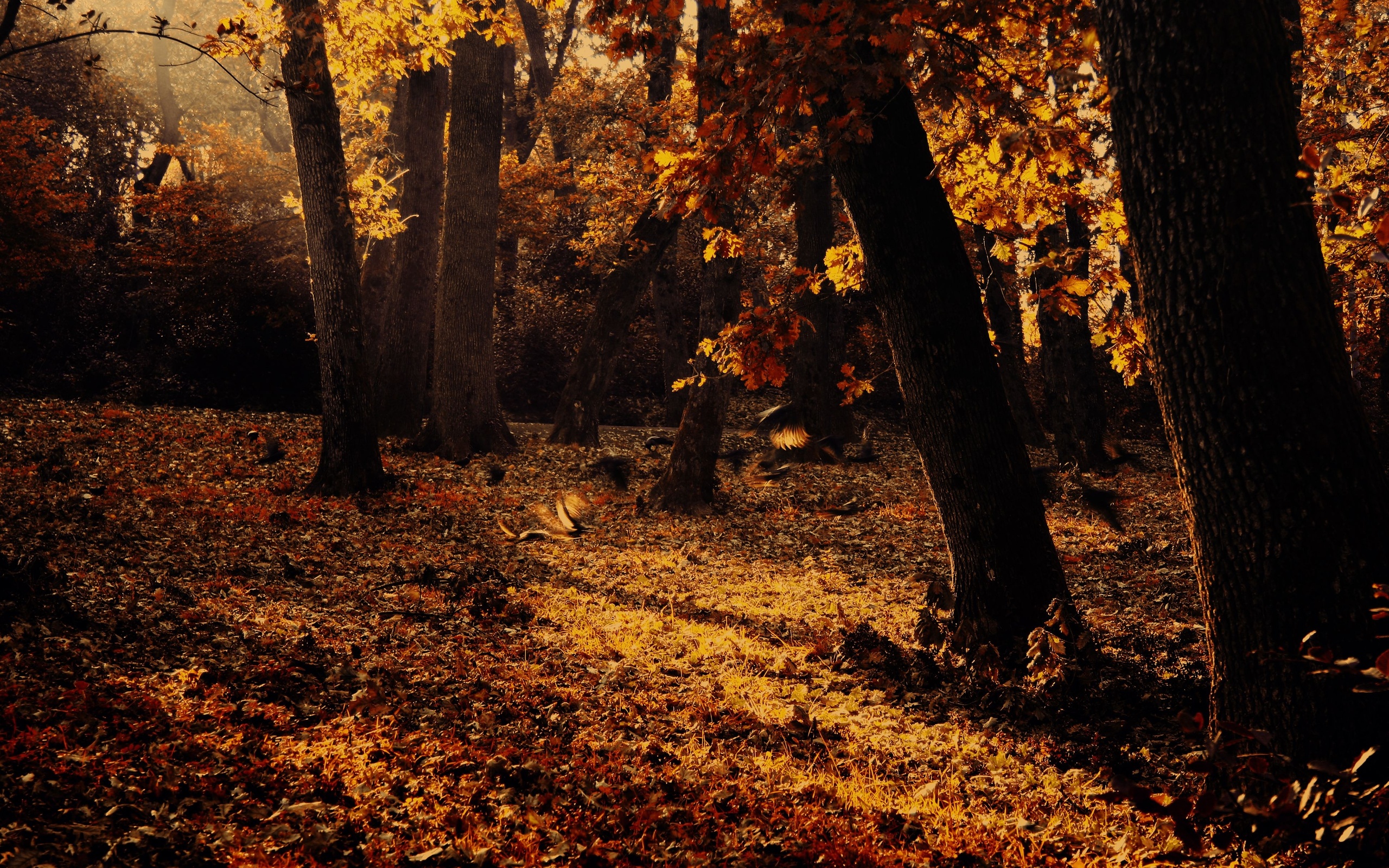 Serene Fall Forest HD Wallpaper: Nature’s Golden Embrace