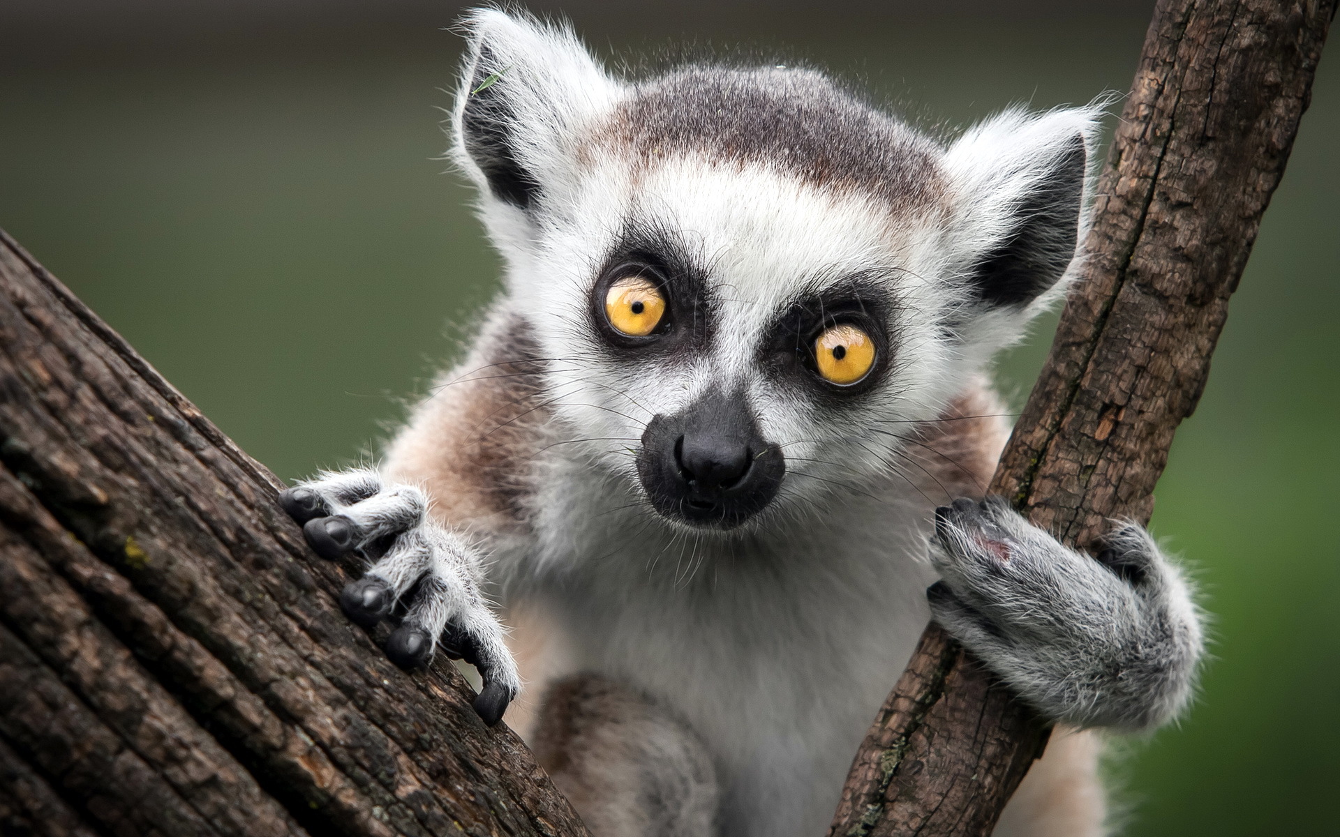 Animaux L murien HD Fond D cran Animaux L murien HD Fond D cran