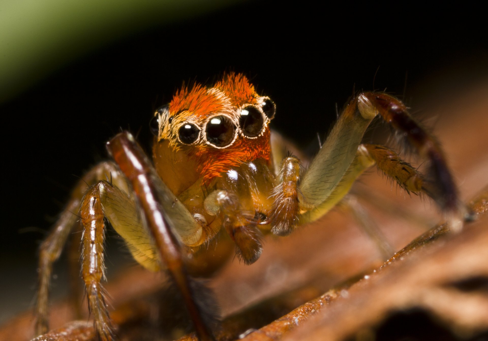 Download Jumping Spider Animal Spider 4k Ultra HD Wallpaper