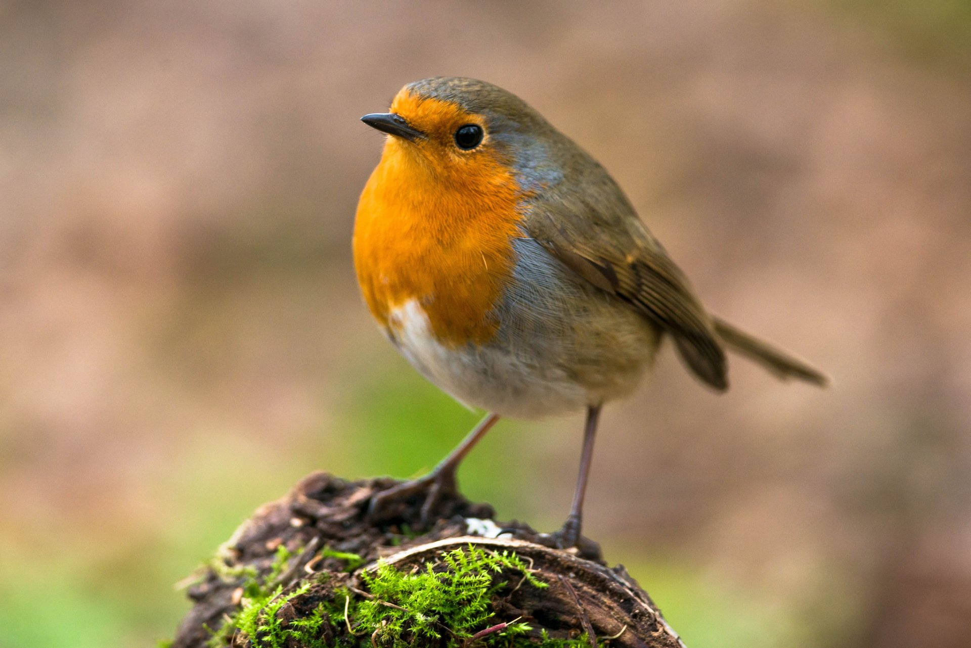 Vibrant Robin HD Wallpaper