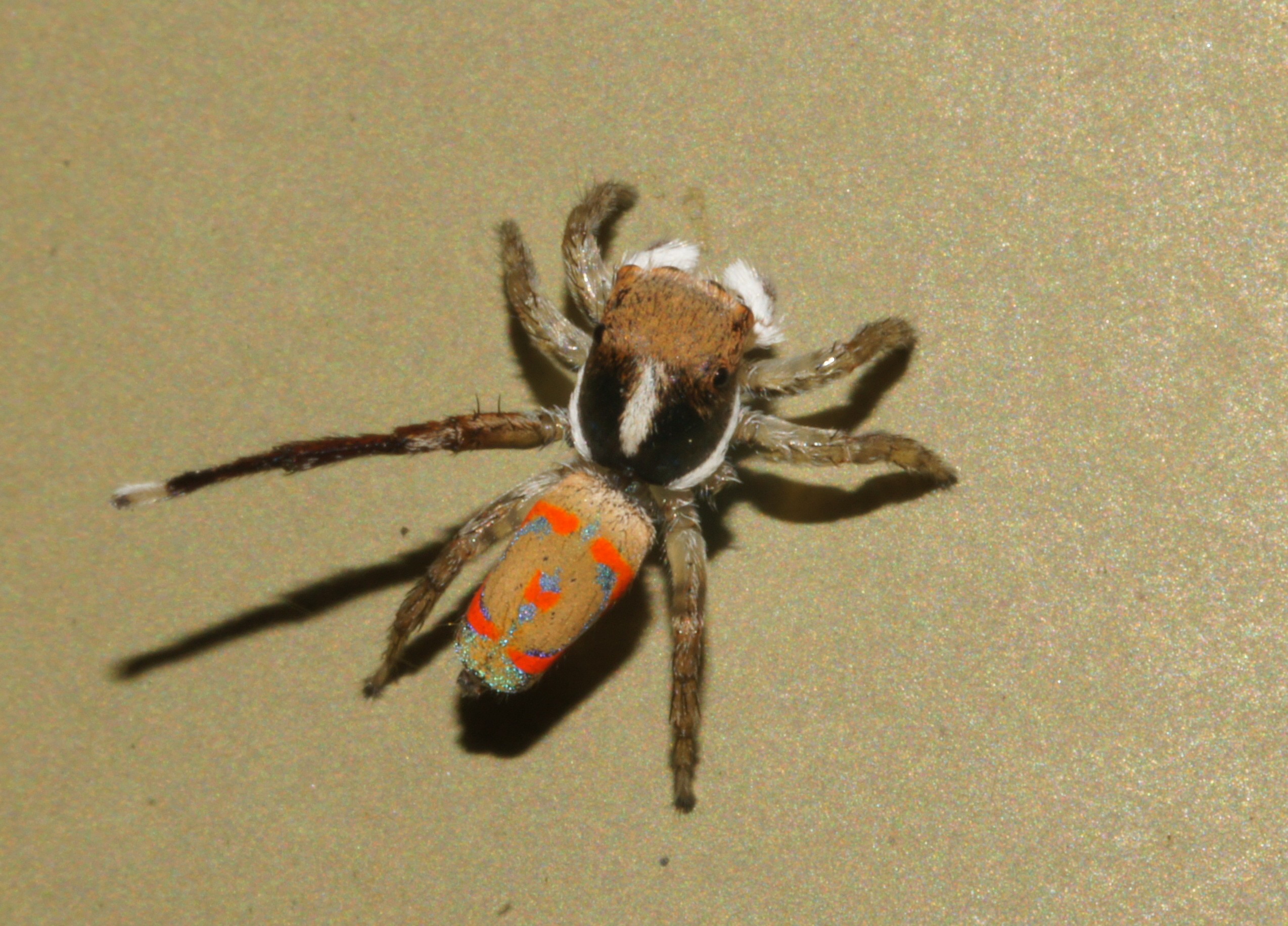 Download Jumping Spider Animal Spider HD Wallpaper