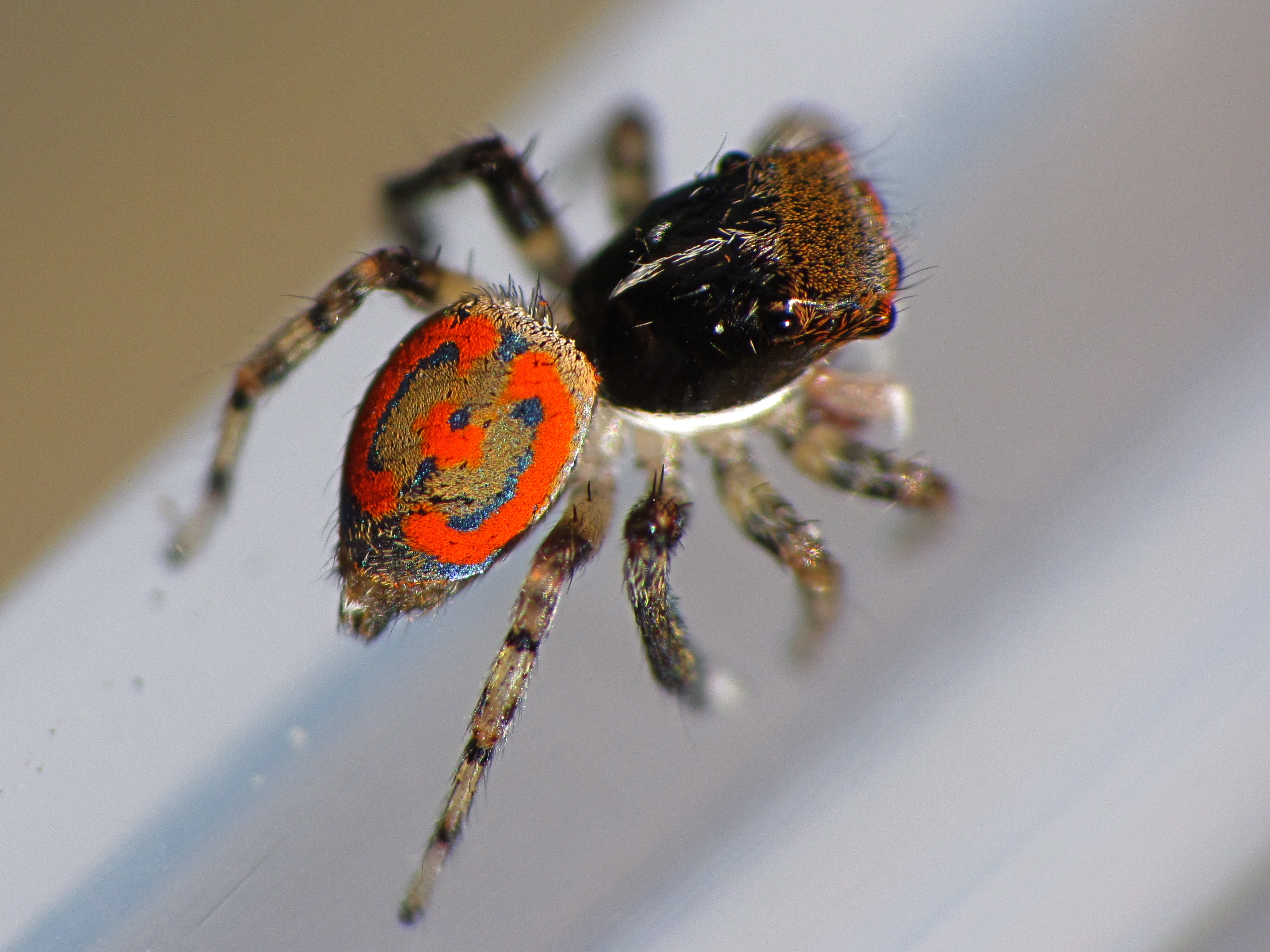 Download Jumping Spider Animal Spider HD Wallpaper