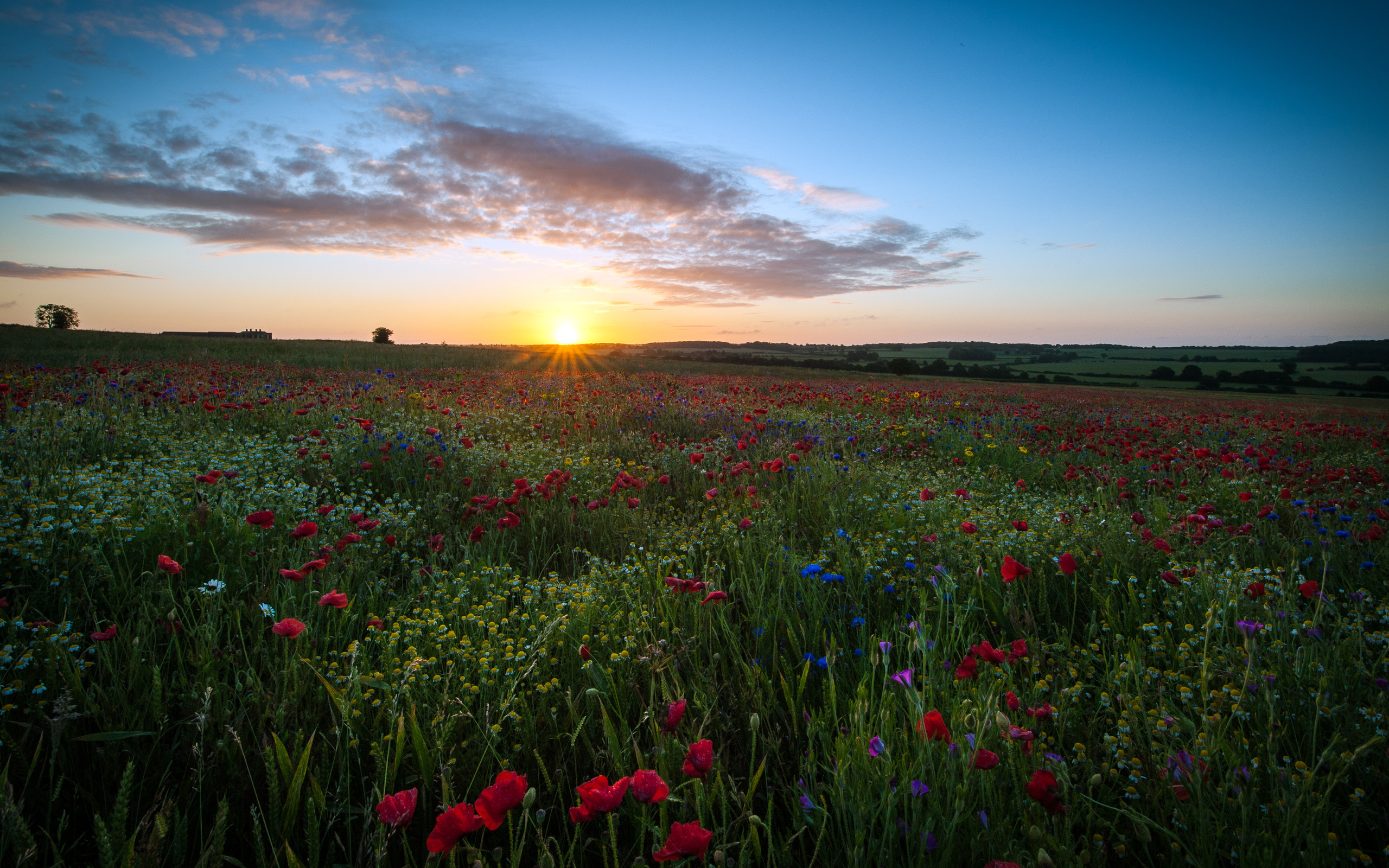 Download Poppy Field Sky Cloud Sunrise Sunset Nature Scenic Landscape ...