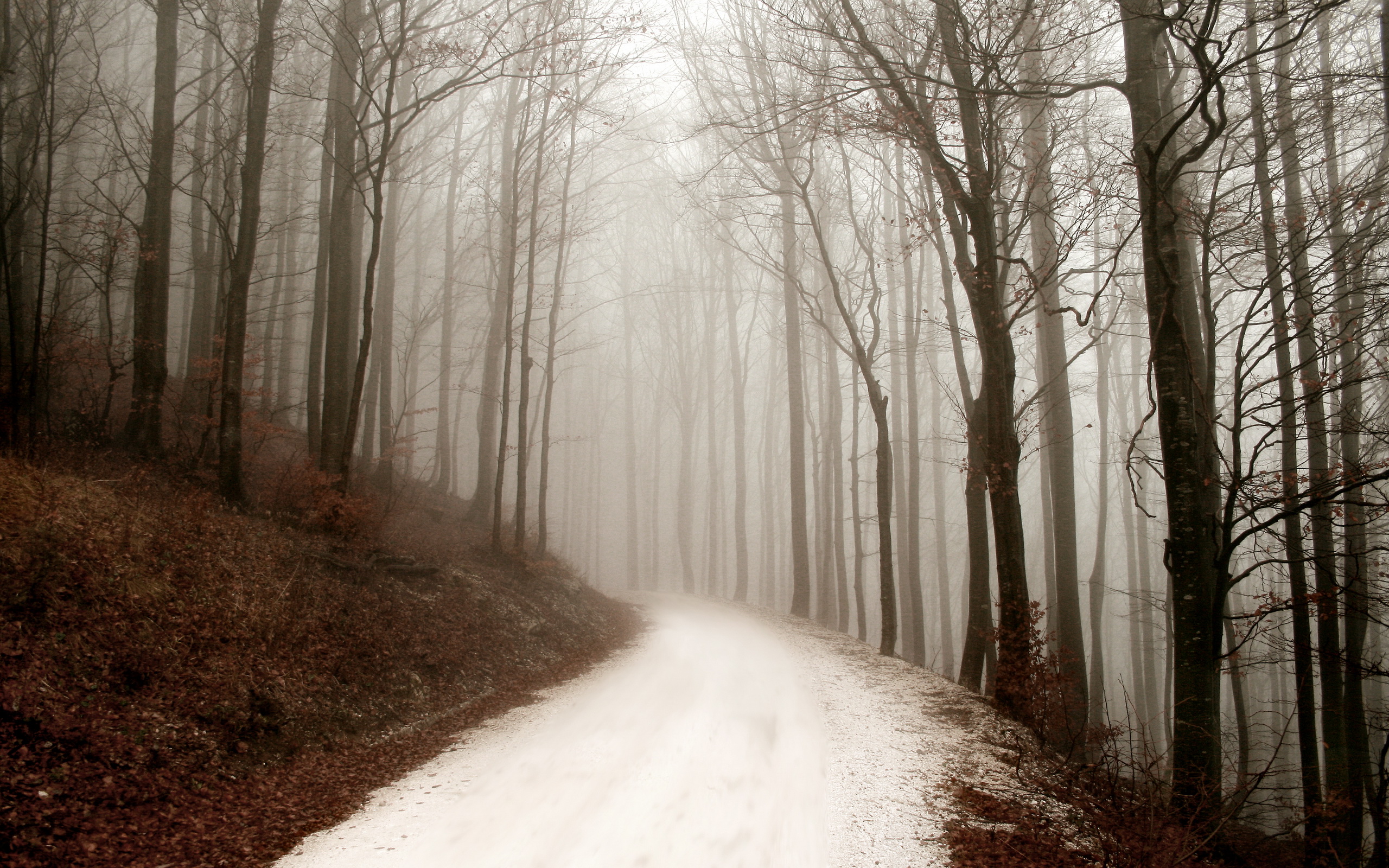 Forest HD Wallpaper