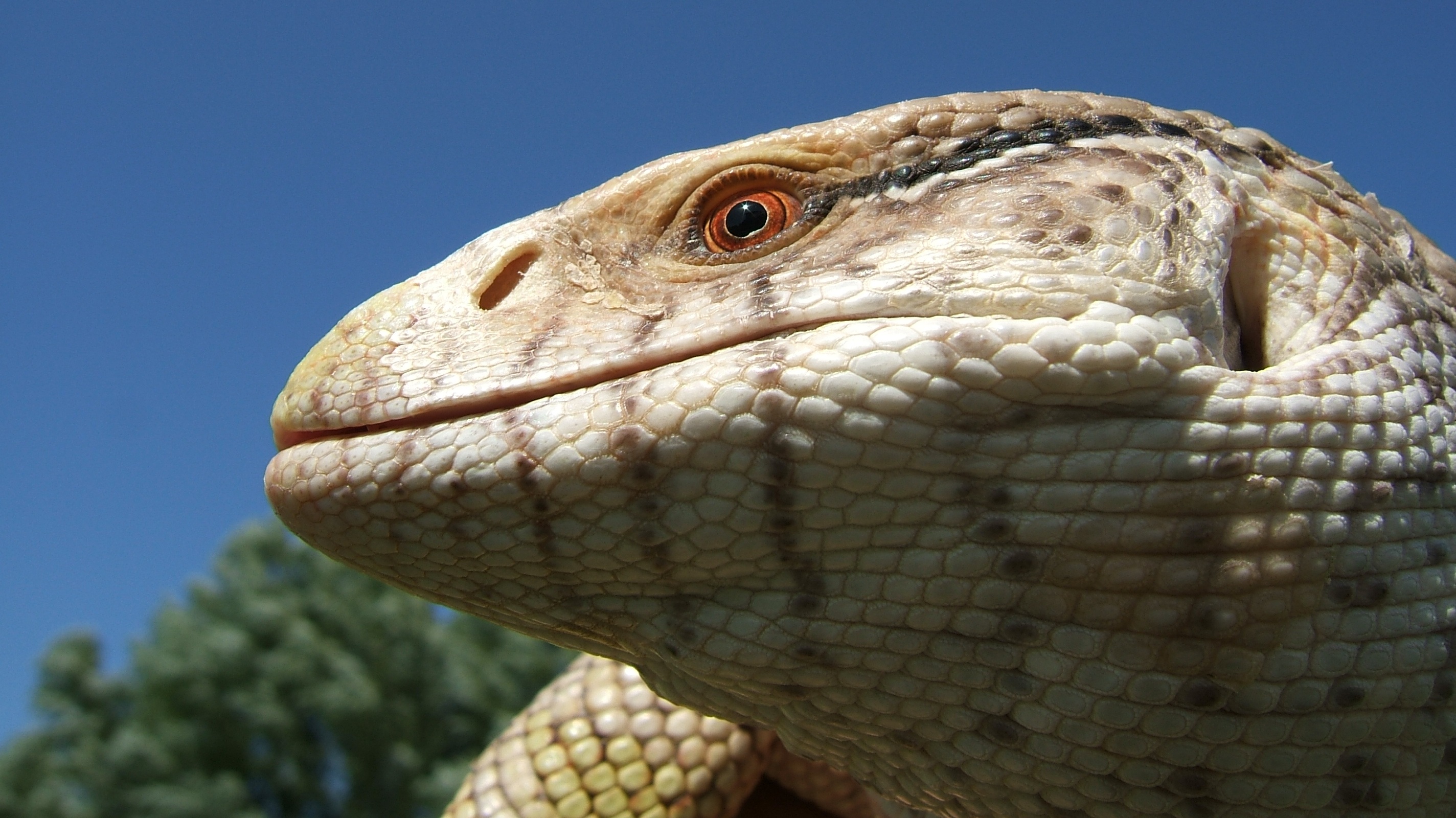 Download Animal Lizard HD Wallpaper