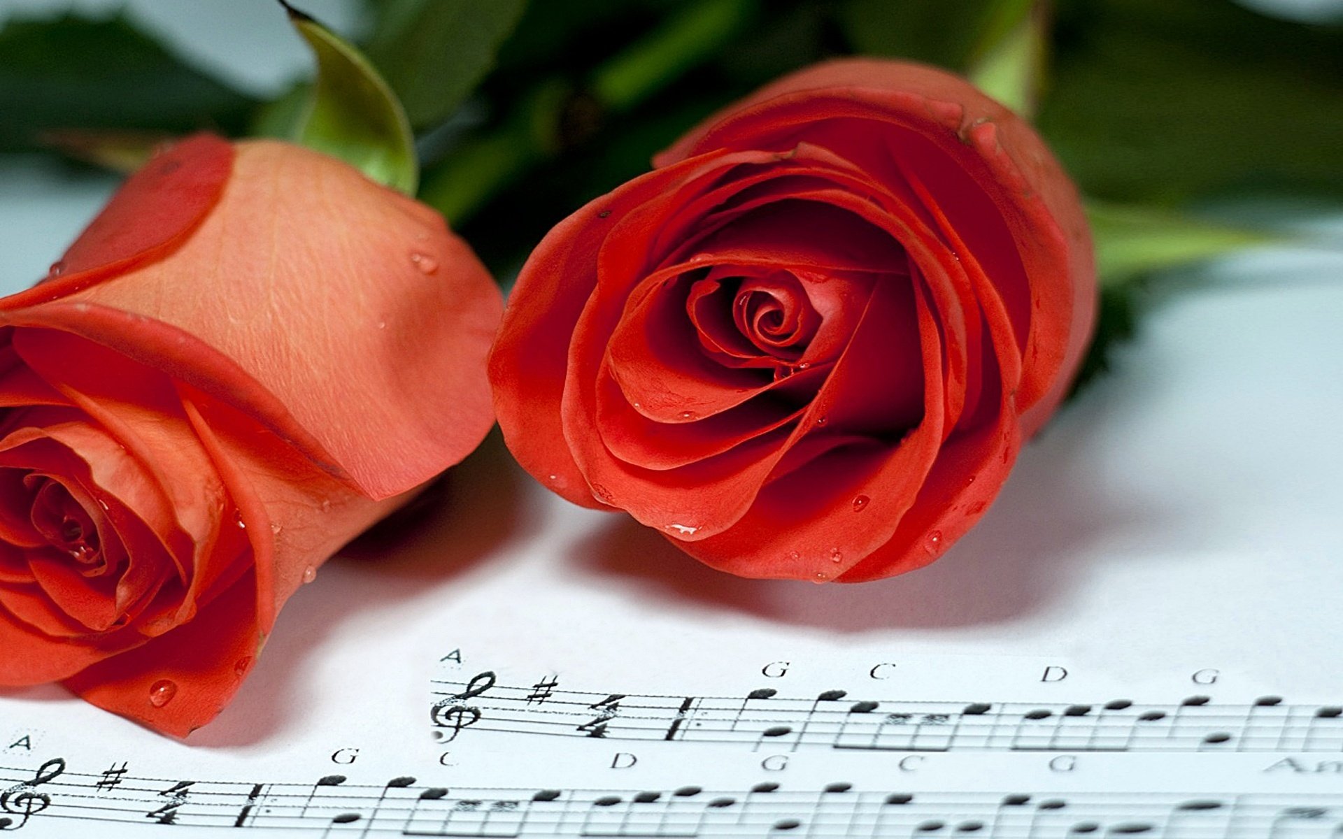 Harmony of Nature: Stunning Red Rose HD Wallpaper