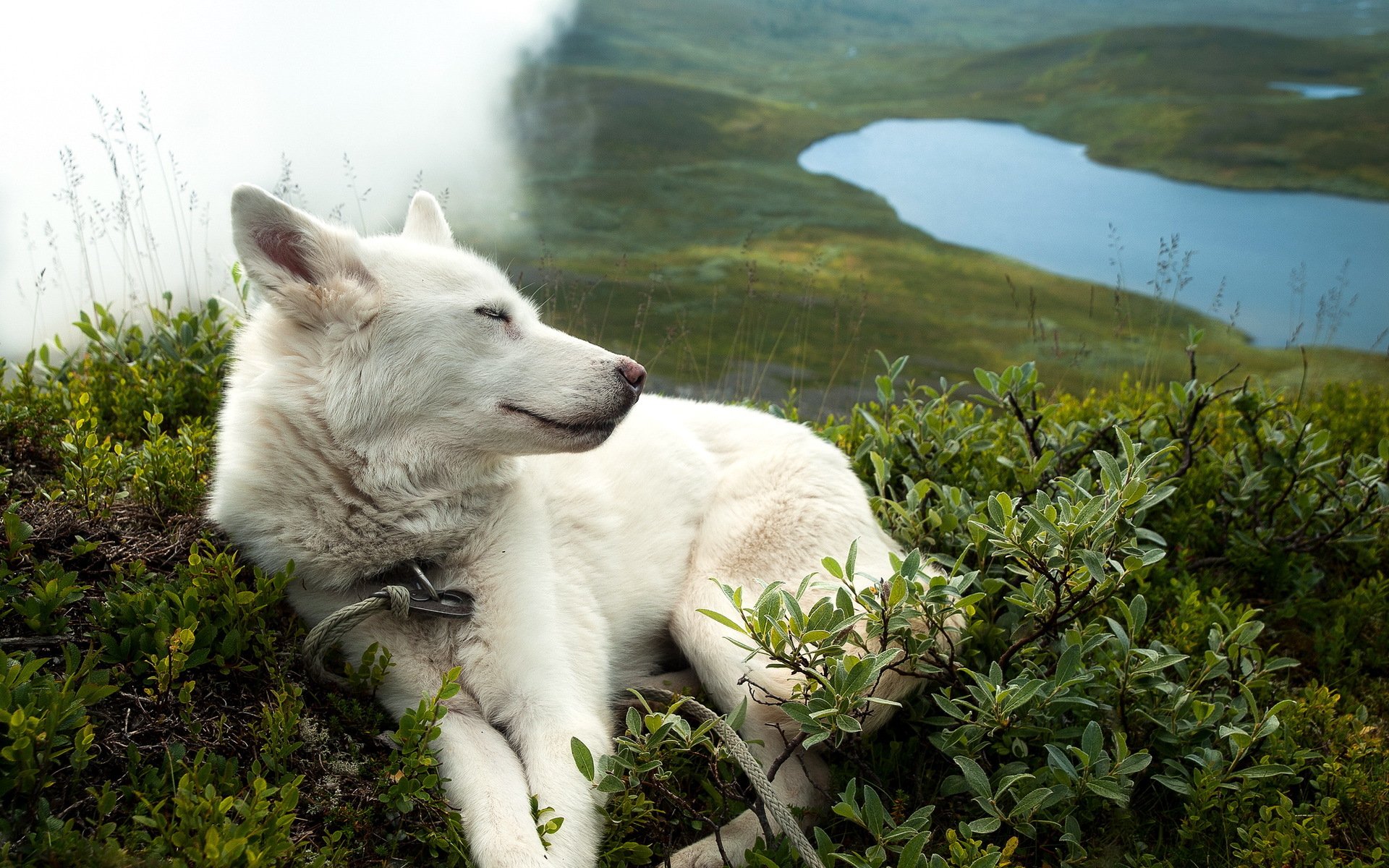 Serene Dog in Nature - HD Wallpaper