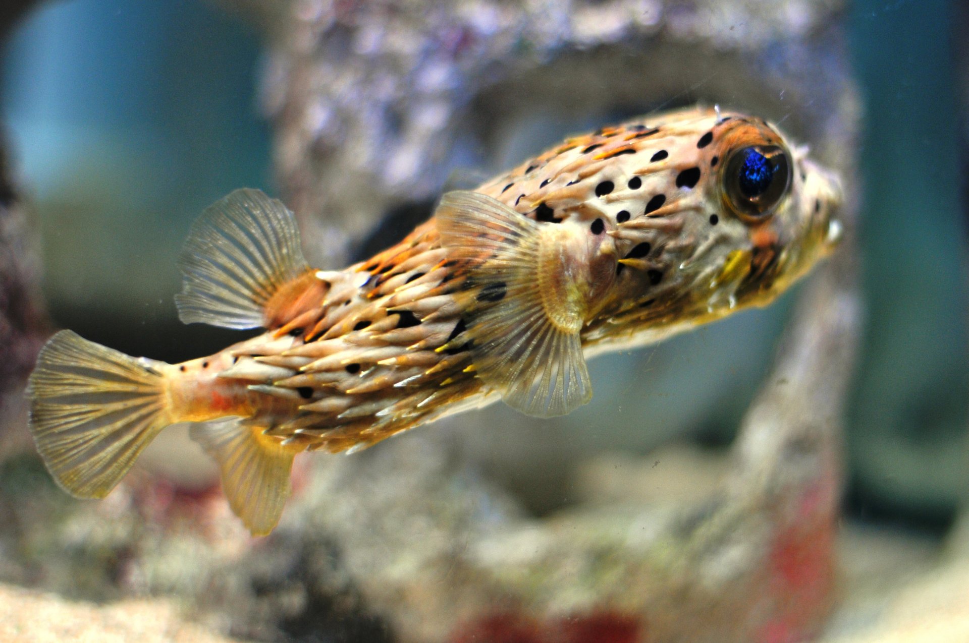 Download Animal Pufferfish HD Wallpaper