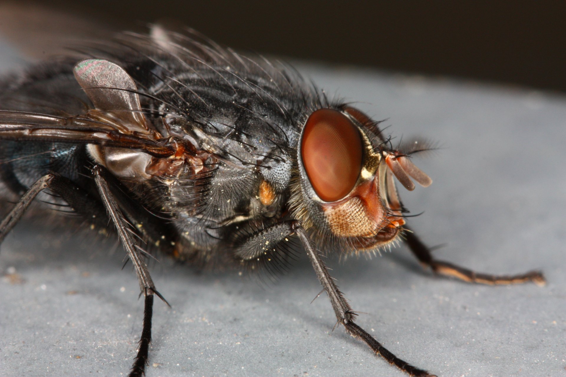 Download Animal Insect 4k Ultra HD Wallpaper