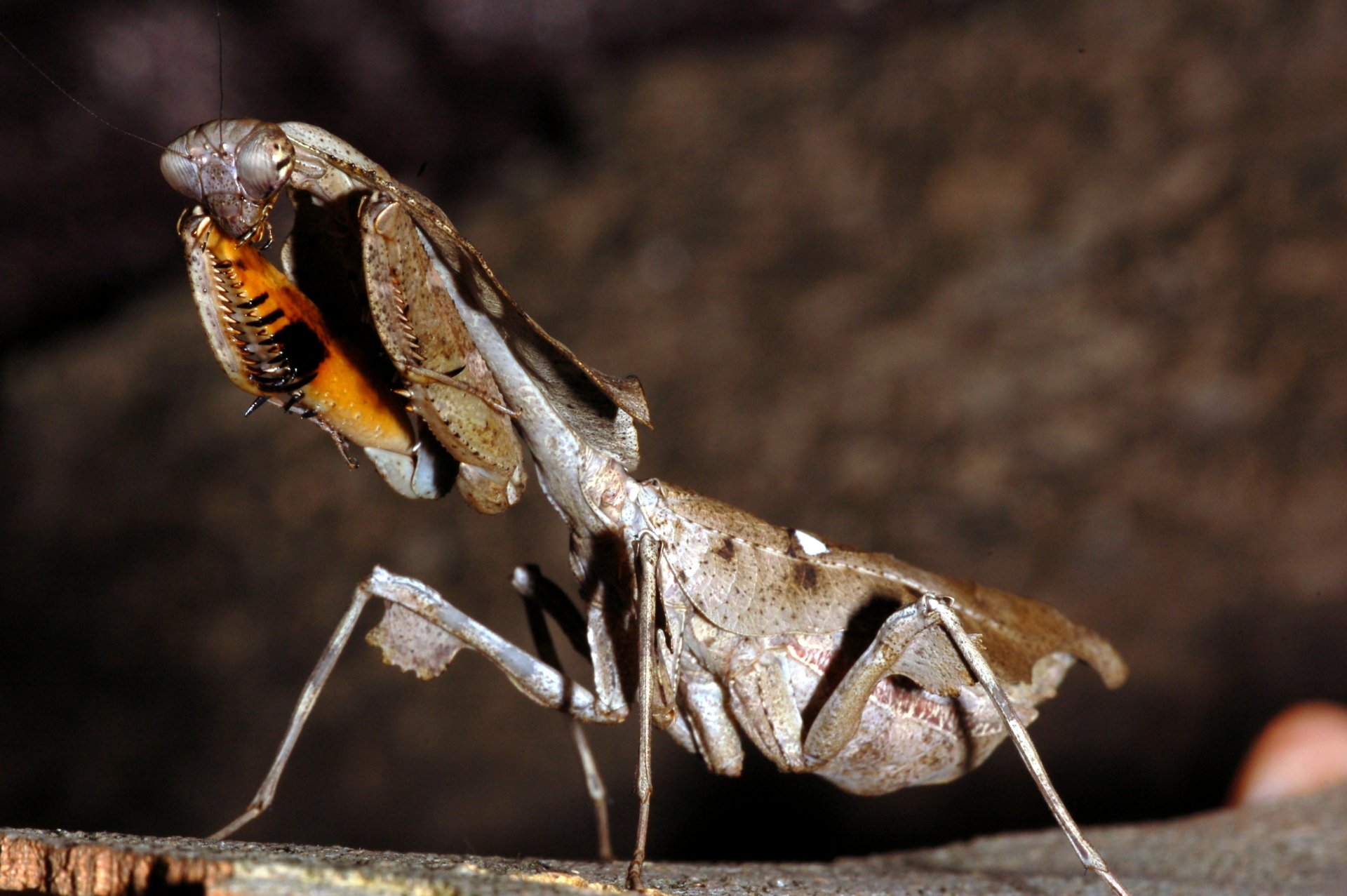 Download Animal Praying Mantis HD Wallpaper | 3008x2000 | Wallpaper Abyss