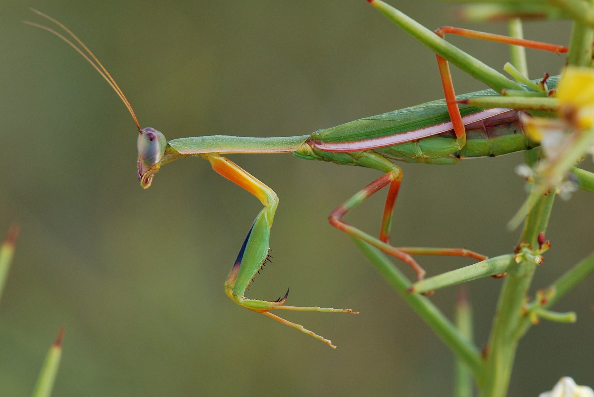 Download Animal Praying Mantis HD Wallpaper