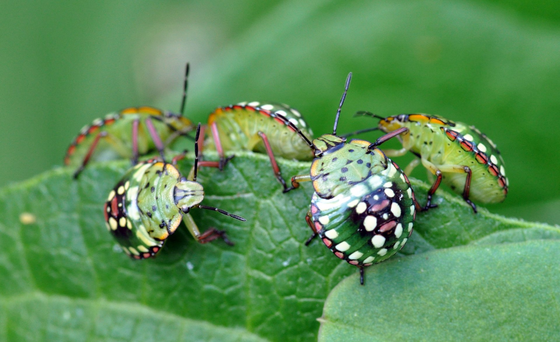 Download Animal Insect HD Wallpaper