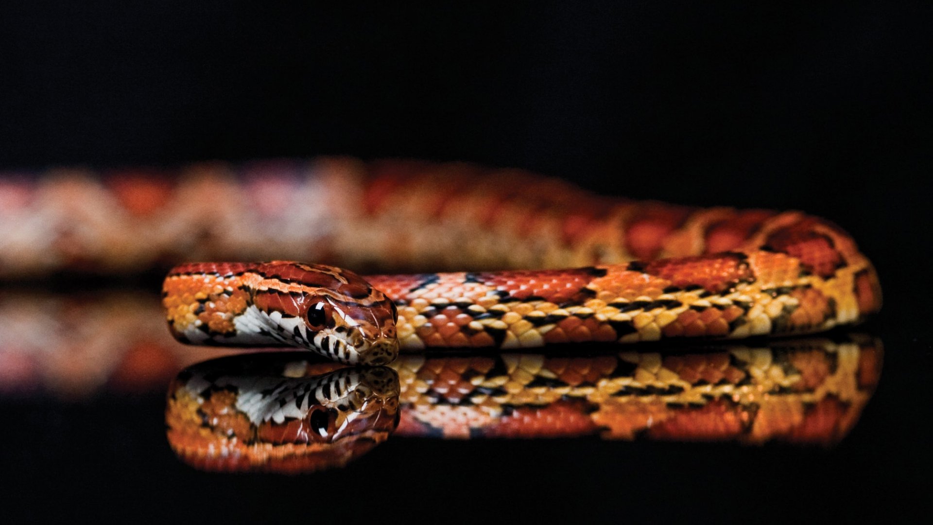 HD Snake Serenity: Striking Animal Wallpaper | 2007x1129 | Wallpaper Abyss