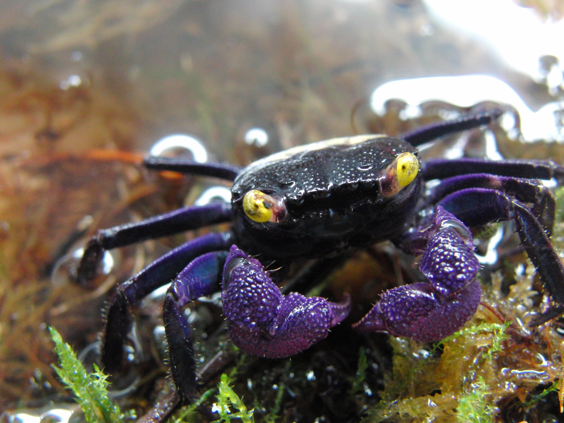 Vibrant Purple Crab HD Wallpaper – Close-Up Animal Beauty