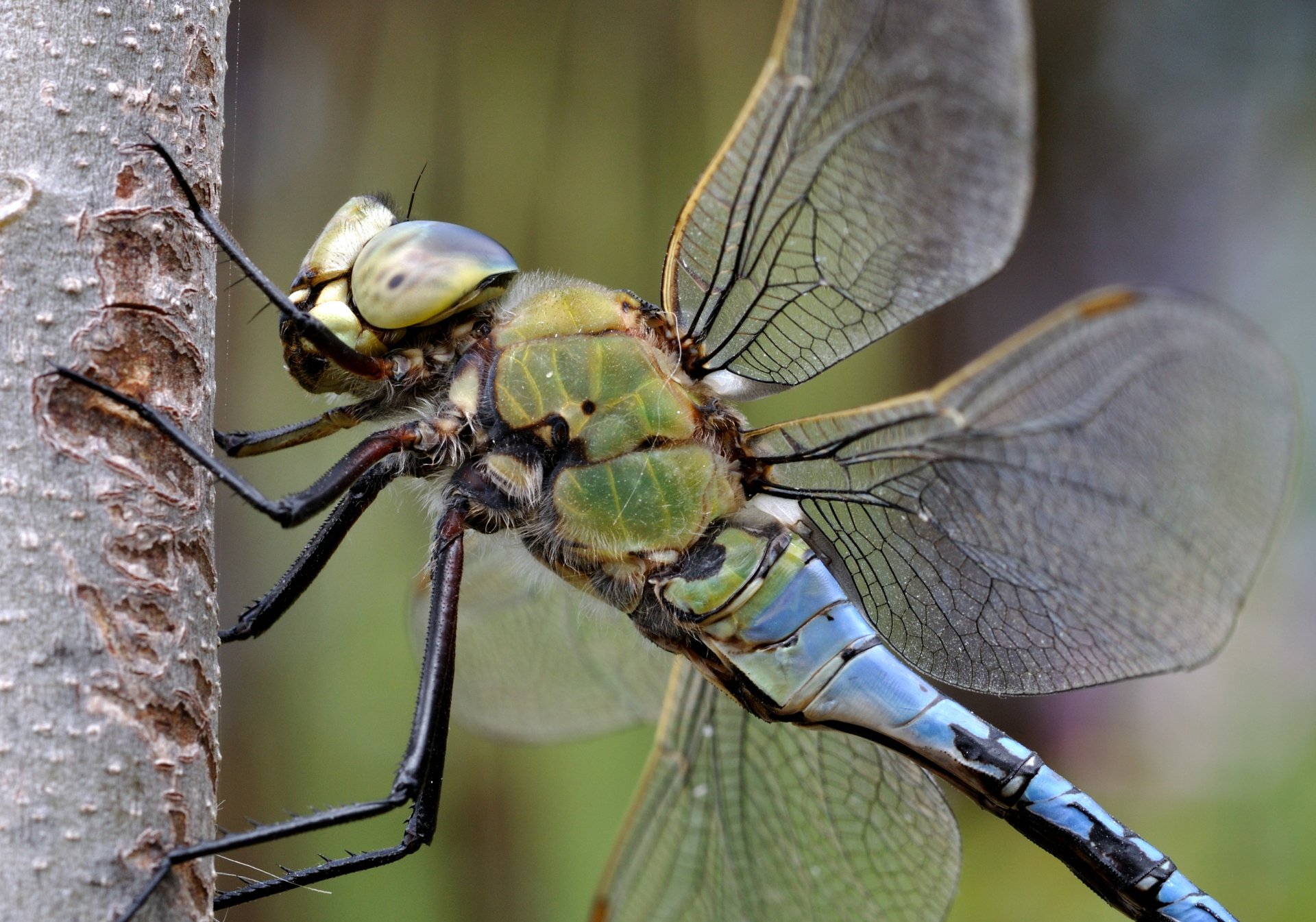 Animal Dragonfly HD Wallpaper